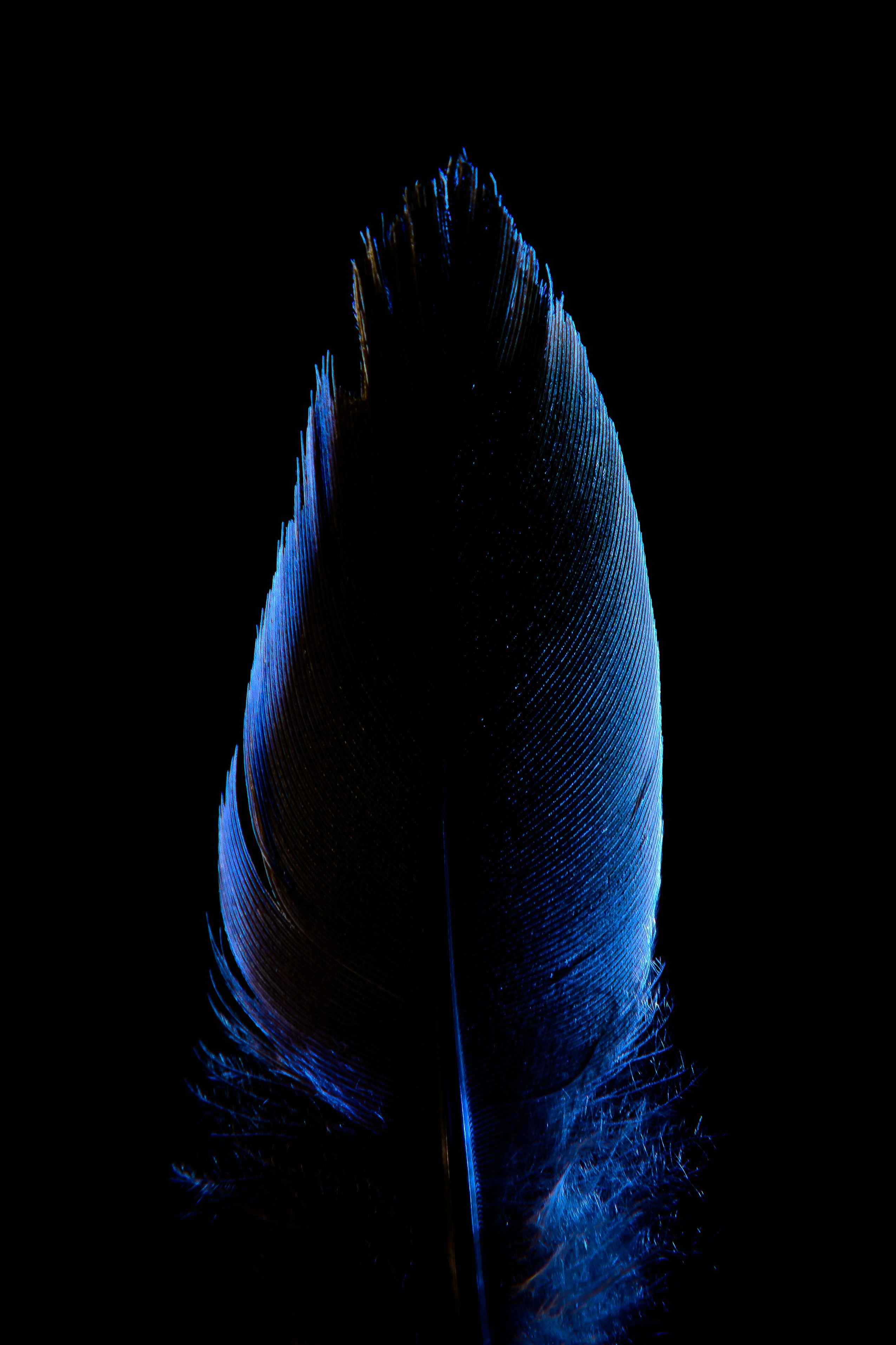 Blue Feather Pictures | Download Free Images on Unsplash
