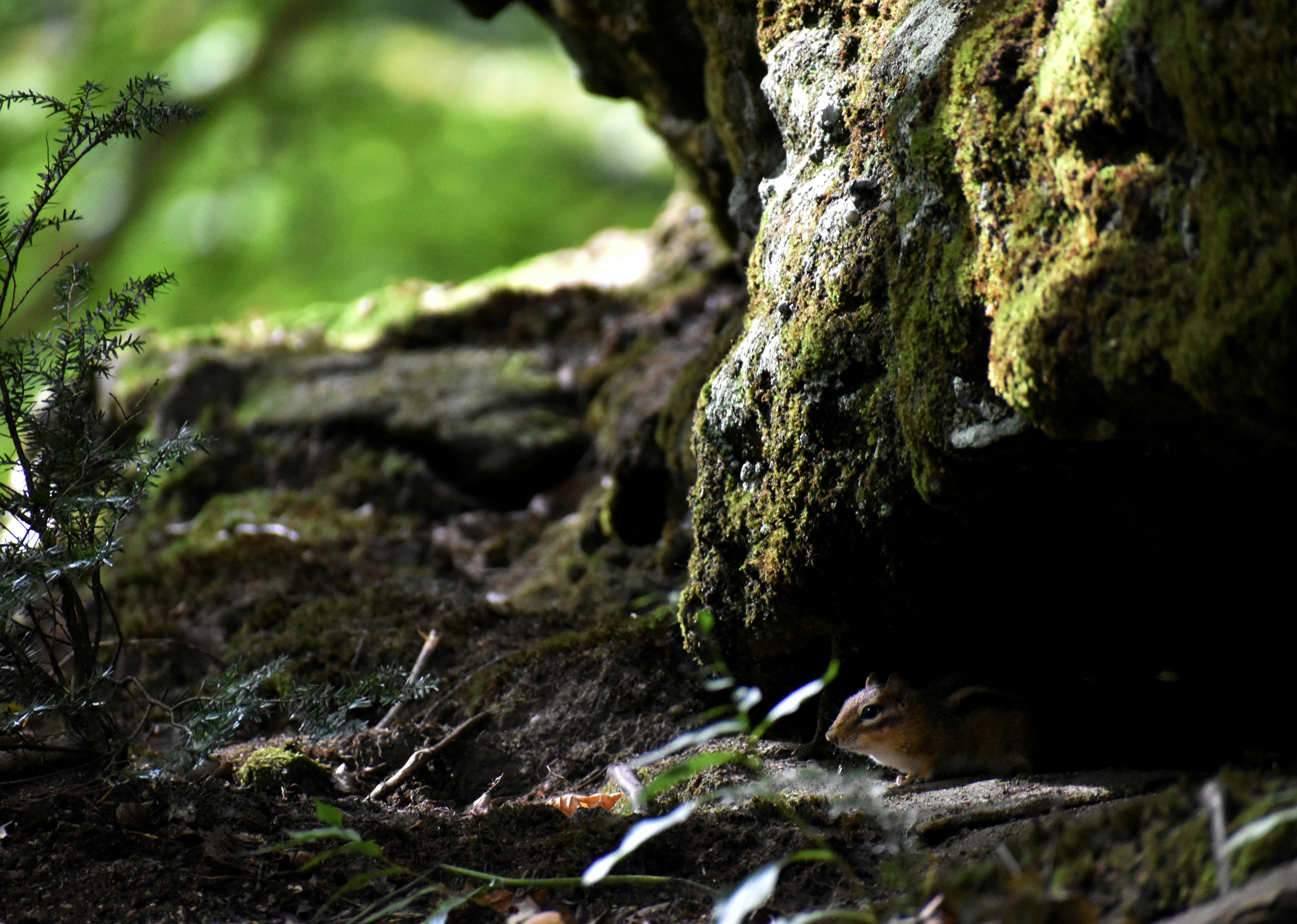 Moss-covered rock nestled in a lush forest floor under dappled sunlight.