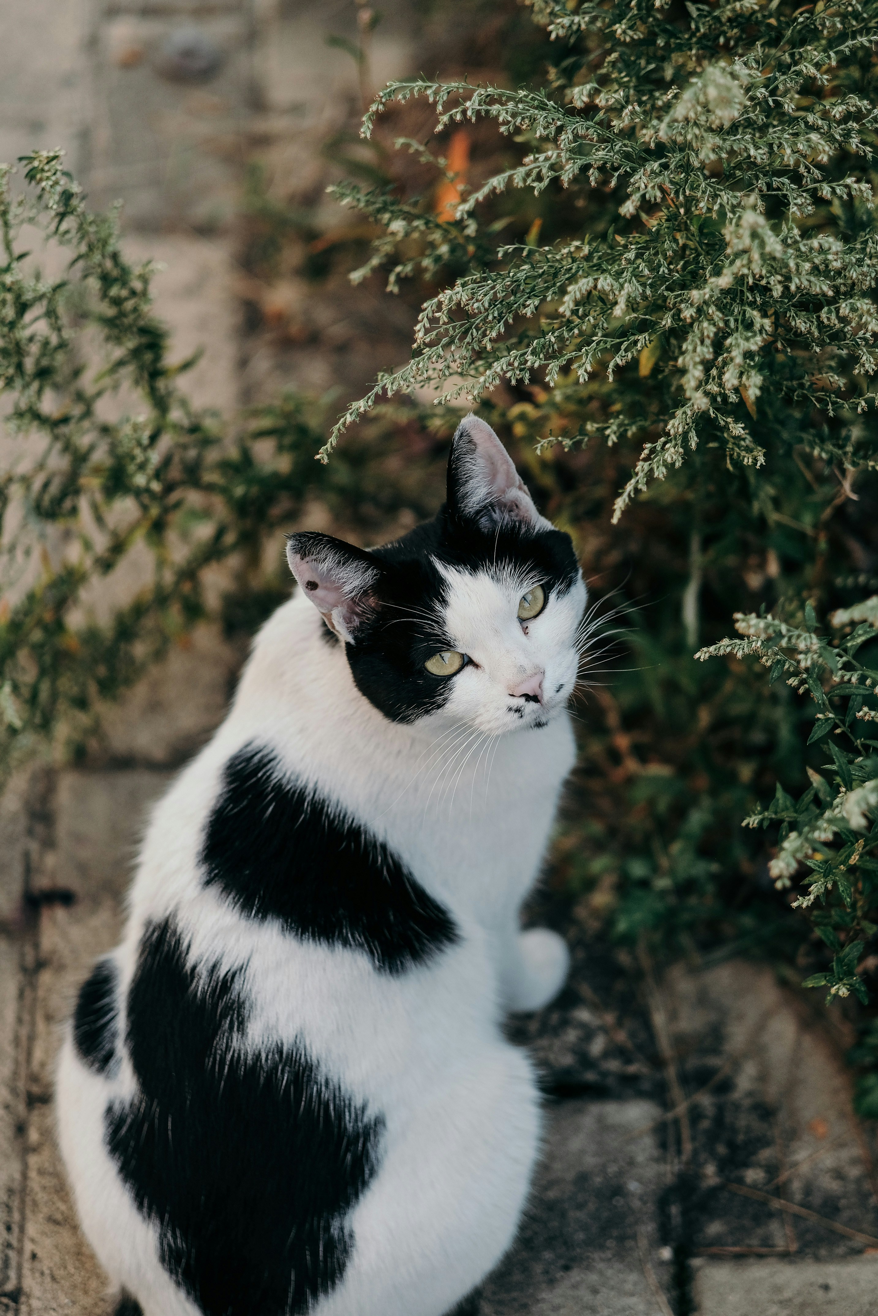 Black And White Spotted Cat