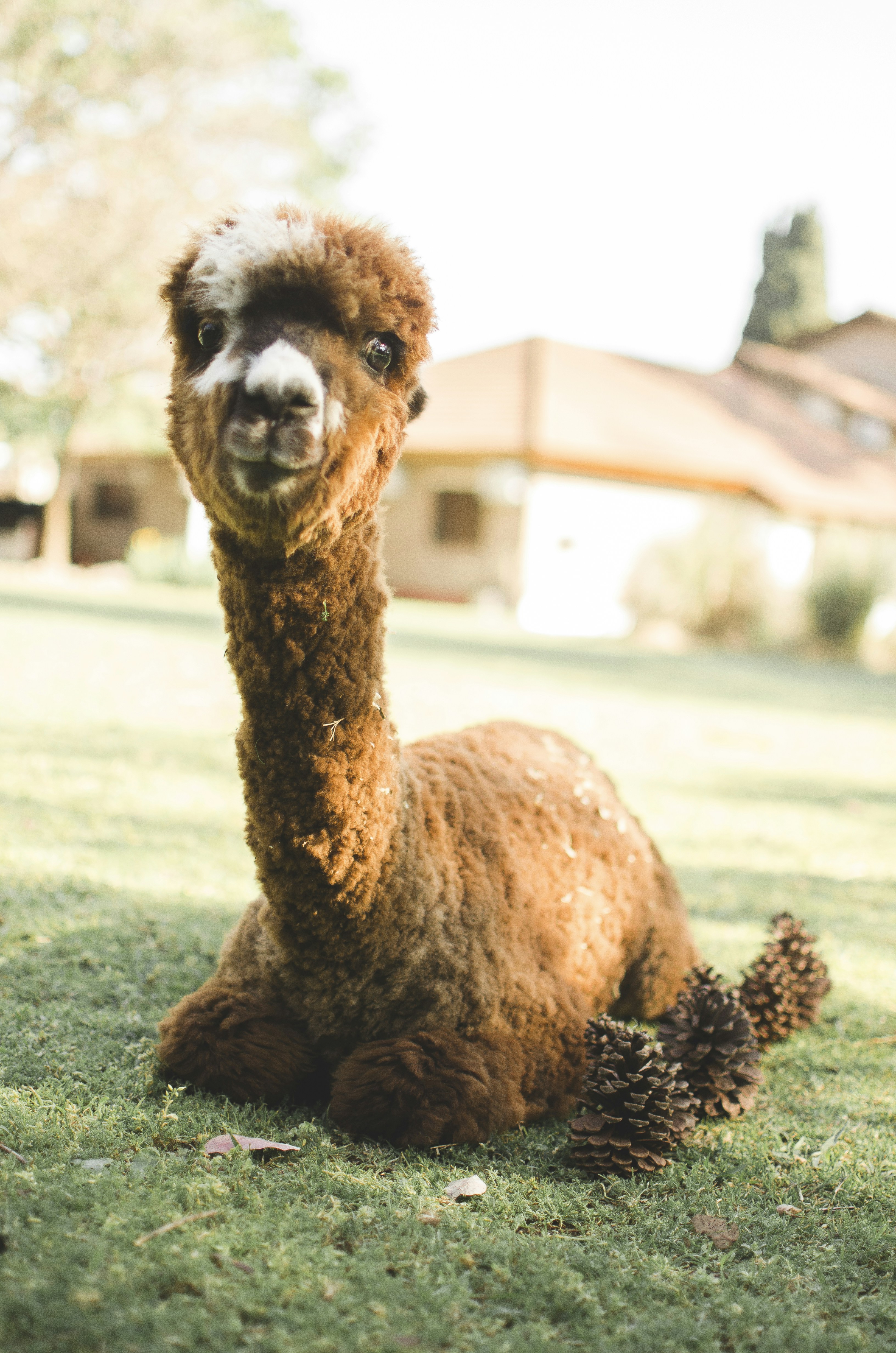 Curious Alpaca in a Sunlit Suburban Lawn