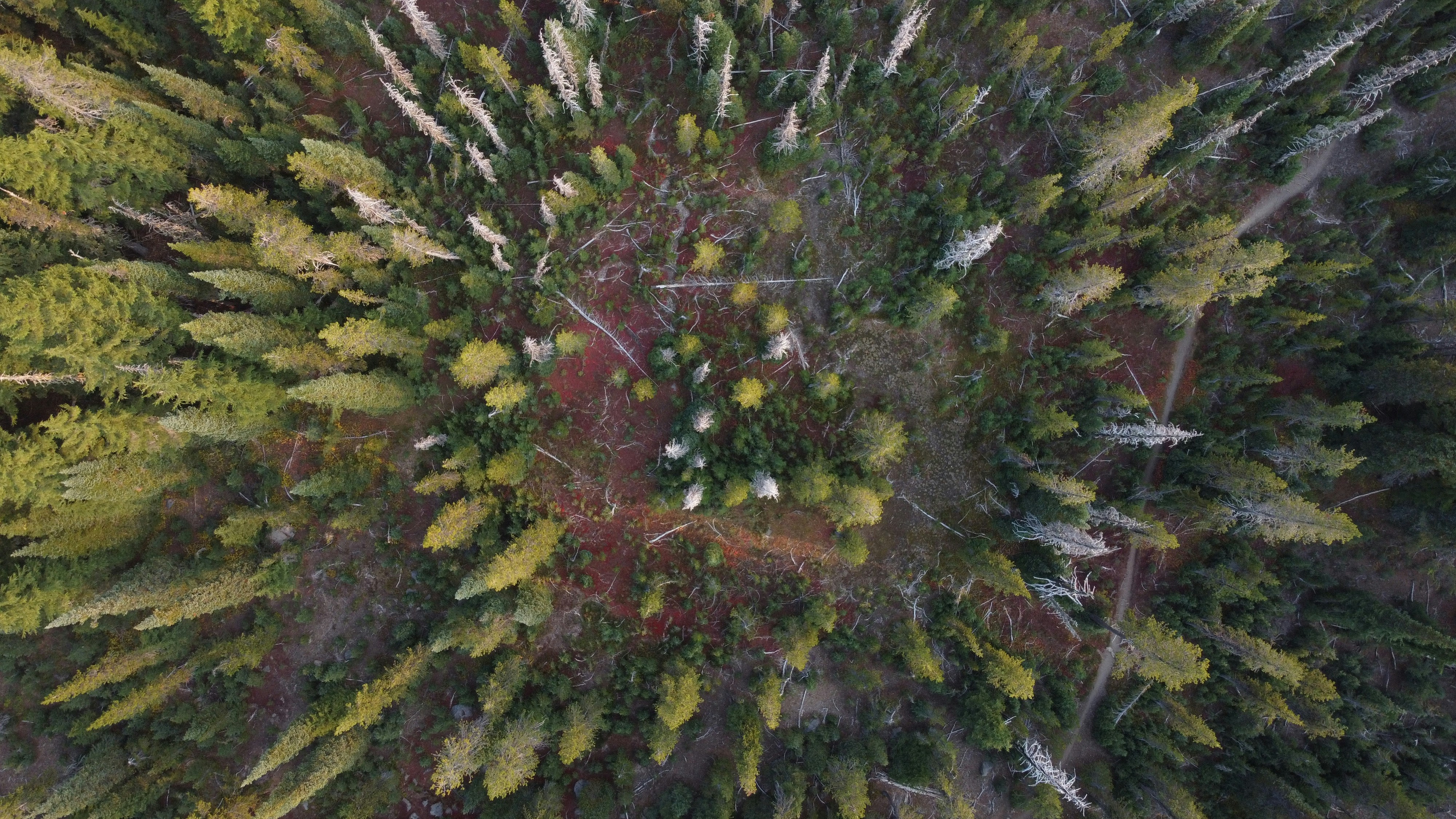 Aerial view of a dense forest showcasing a circular arrangement of trees with varying shades of green and a hint of autumn colors.