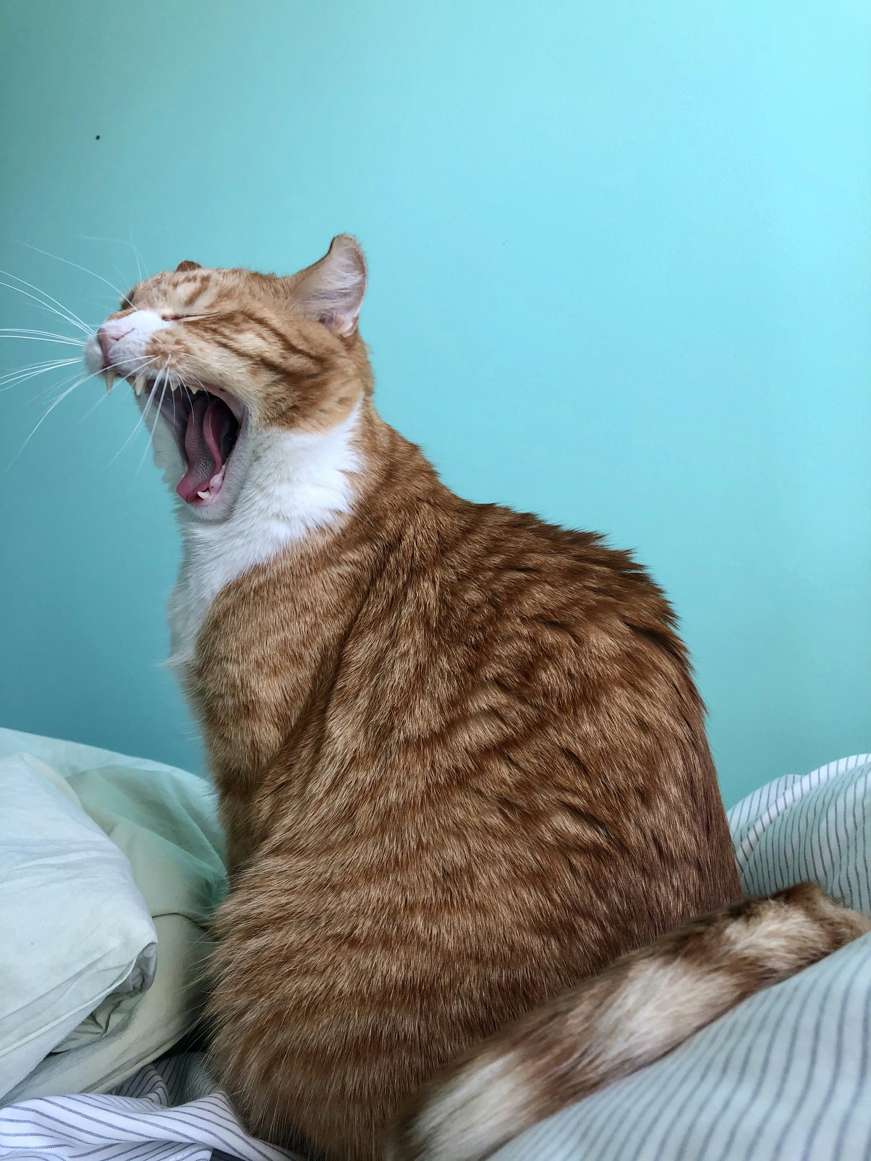 Orange tabby cat on white textile photo – Free Cat Image on Unsplash