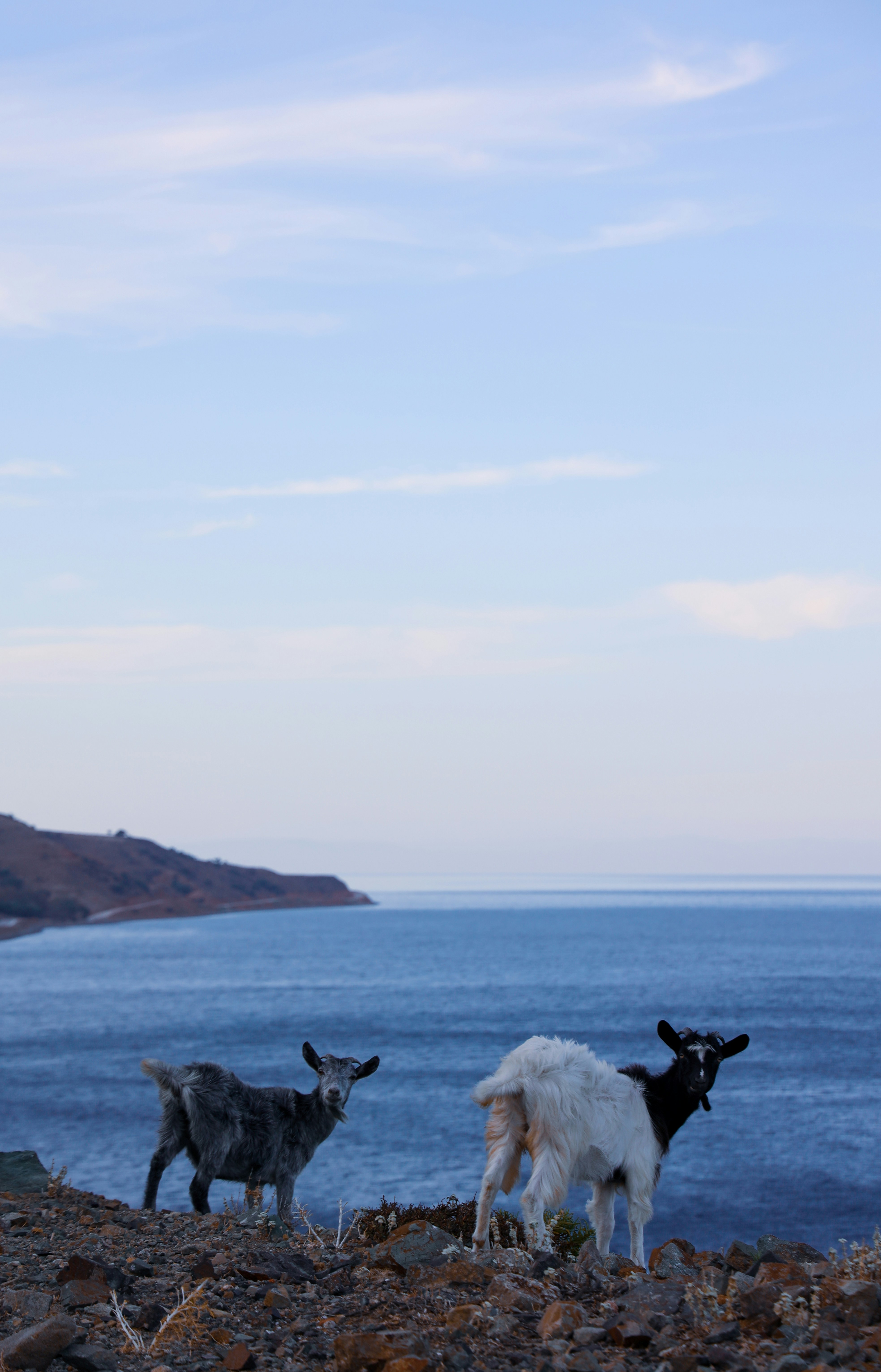 Three-knot horizon: goats at the cliff edge by a calm sea