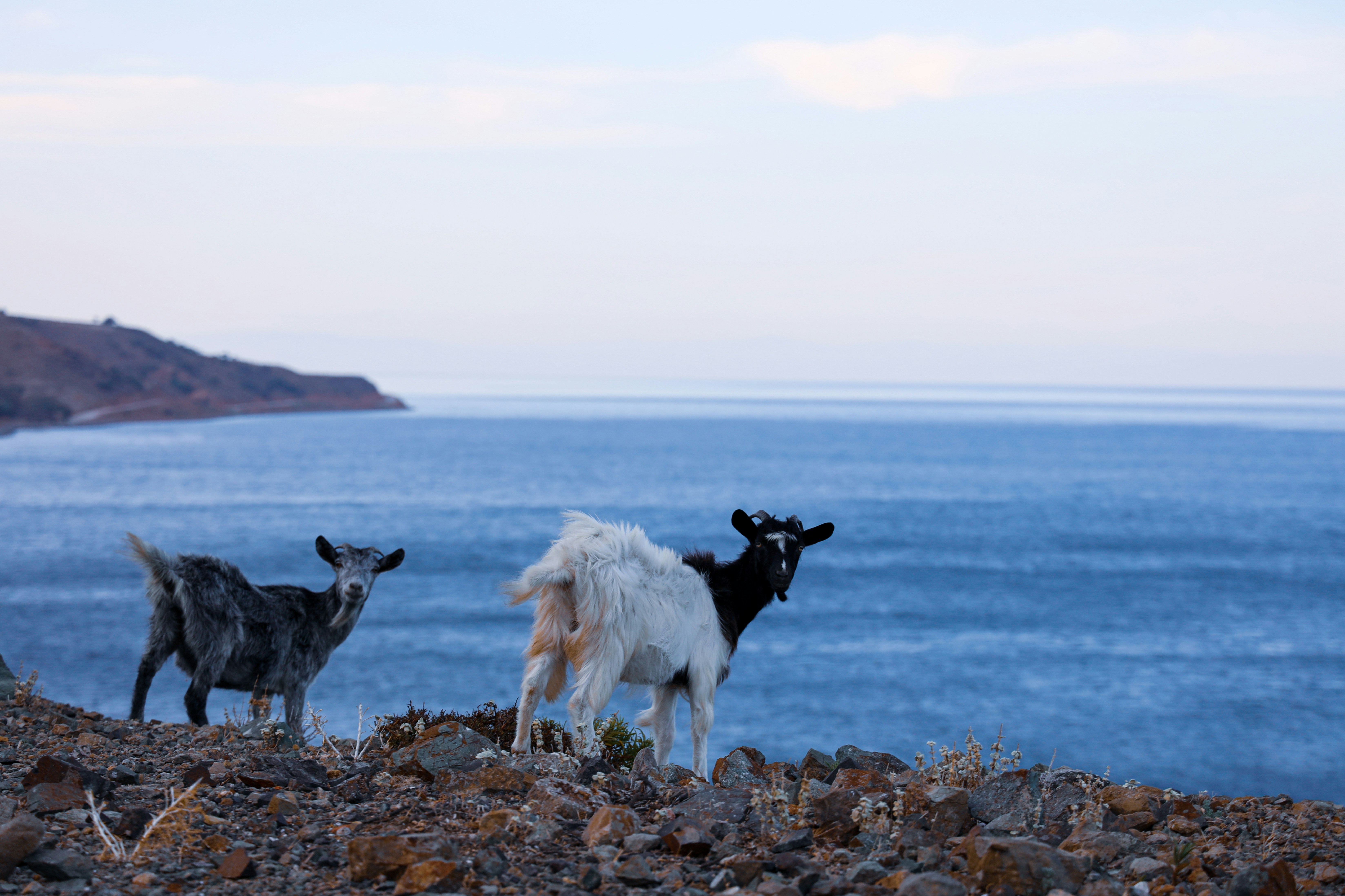 Three-Headed Echoes on the Cliff Edge