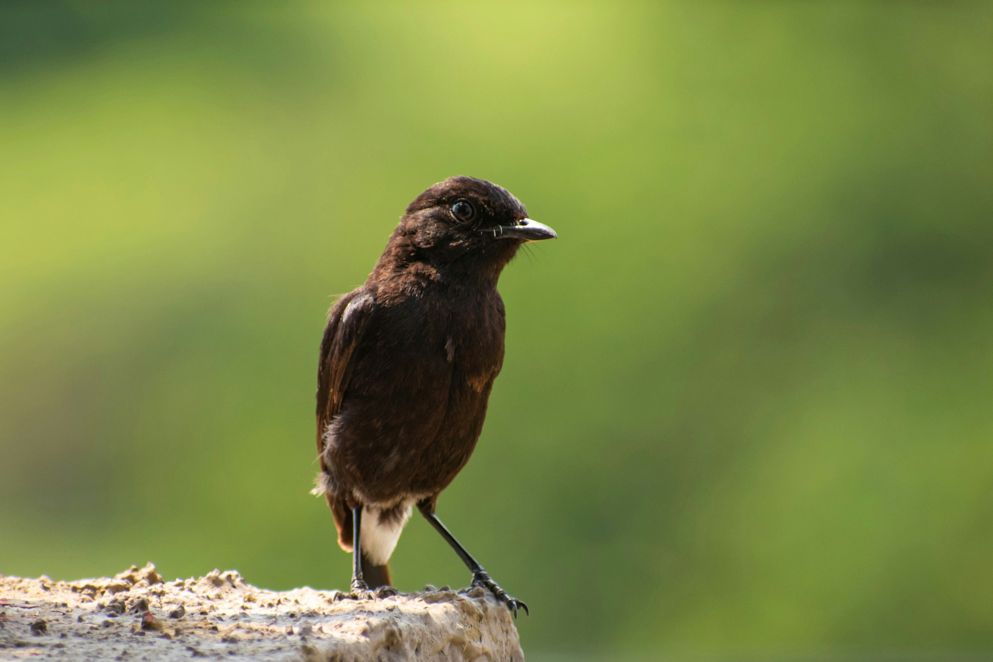 A solitary black bird perched on a rock, set against a soft green backdrop, exuding tranquility.
