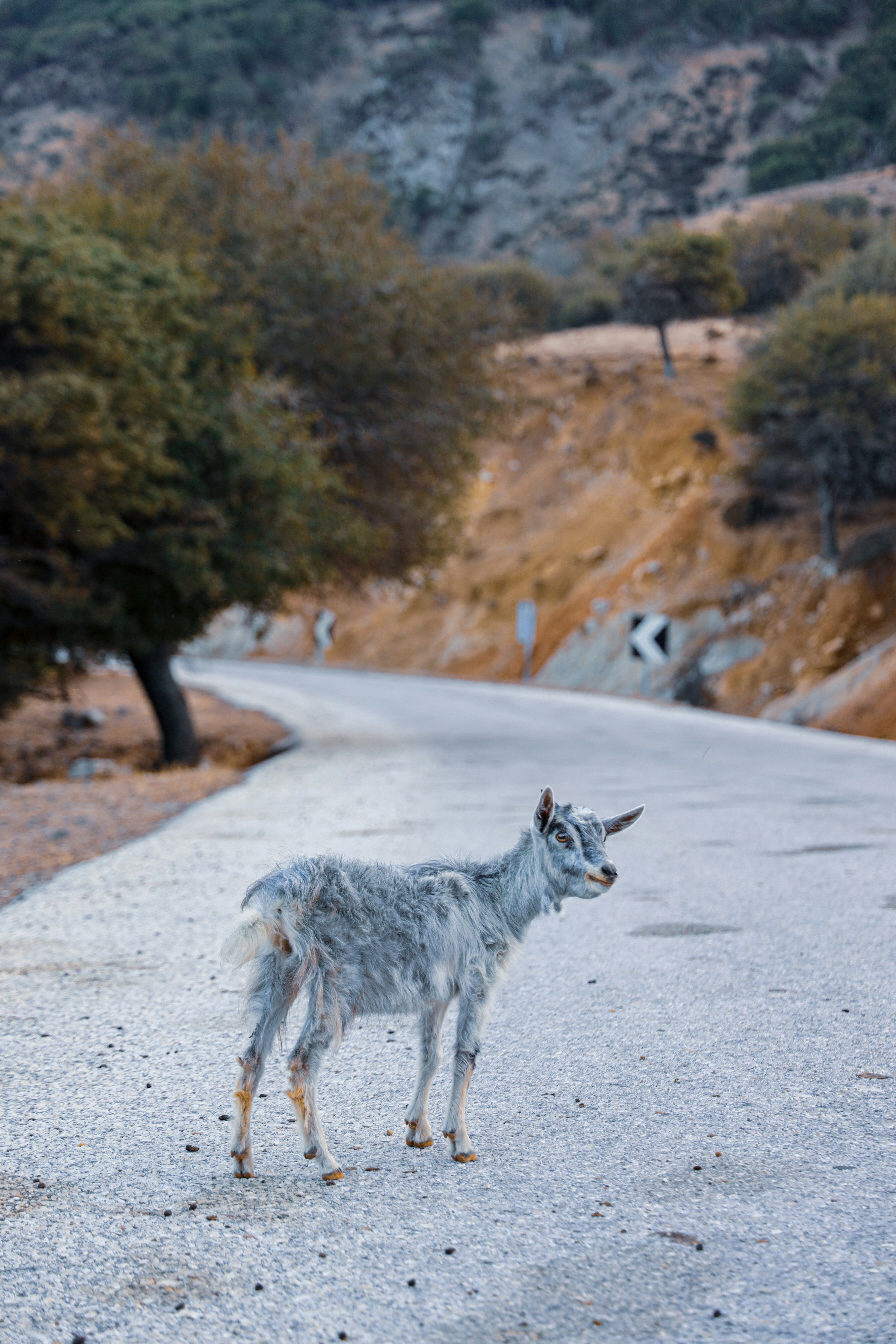 Along the Curve: A solitary goat pauses on a winding mountain road among autumn oaks