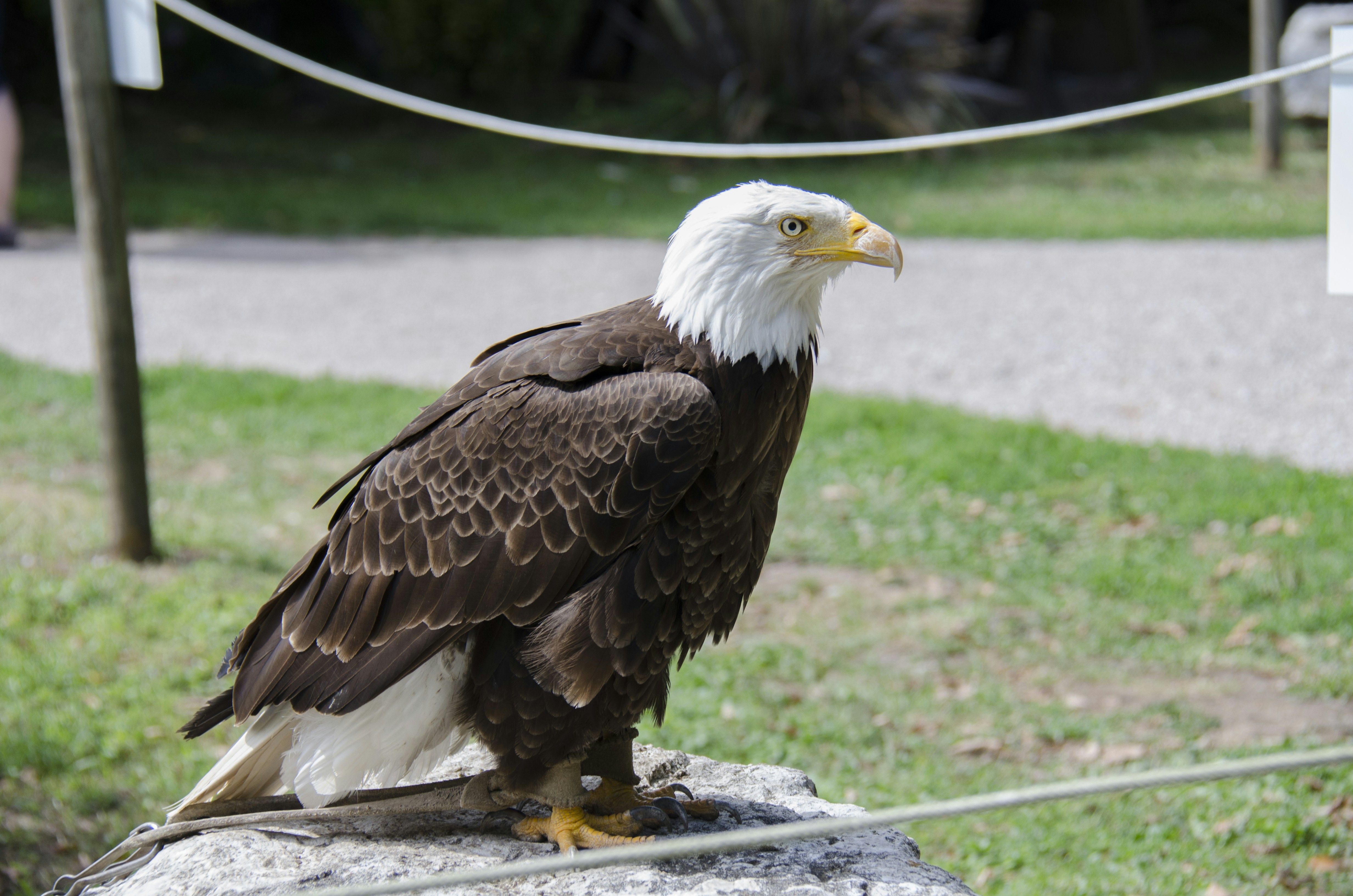 Majestic Sentinel of the Skies