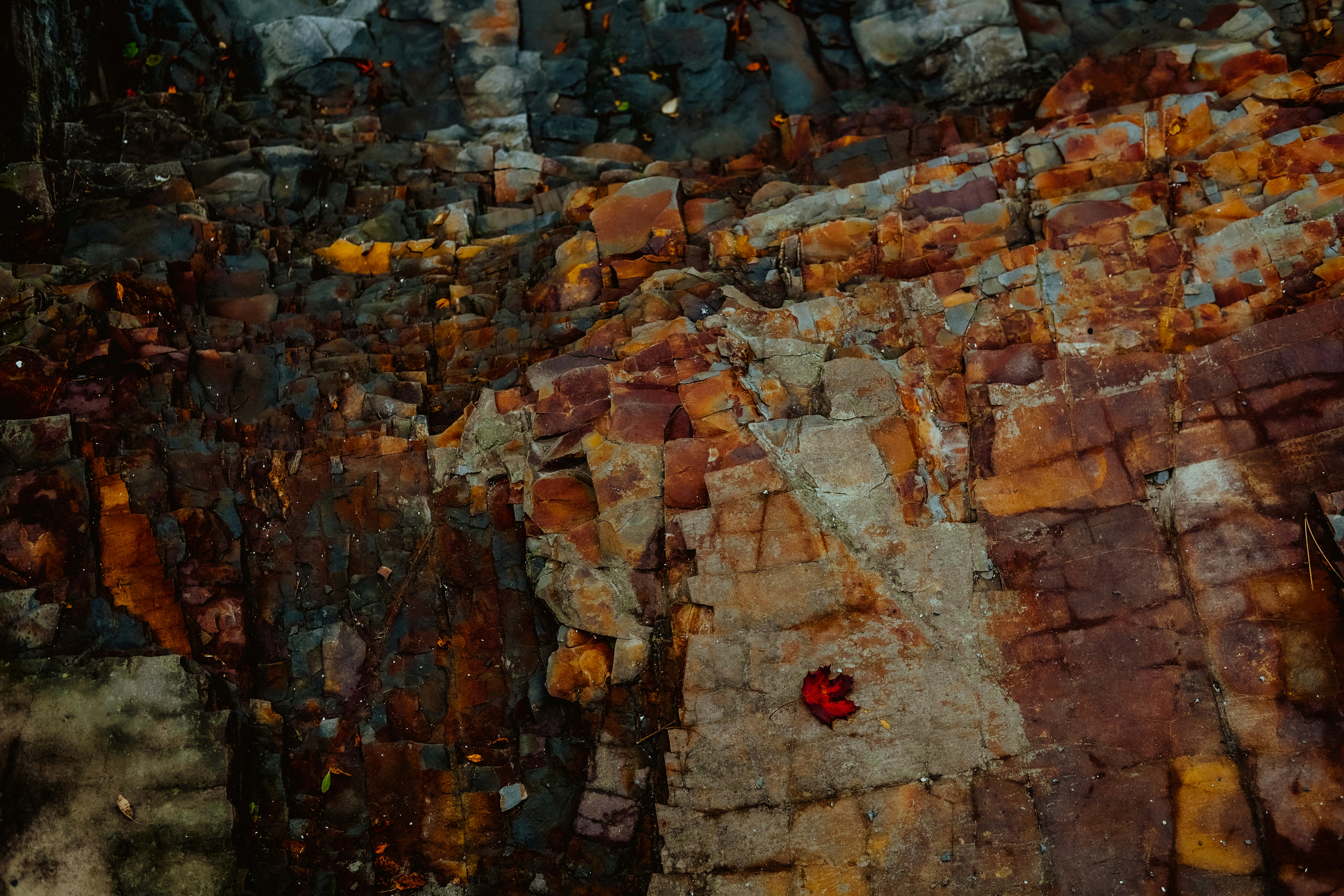 Crimson Leaf on a Mosaic of Ember-Toned Rock
