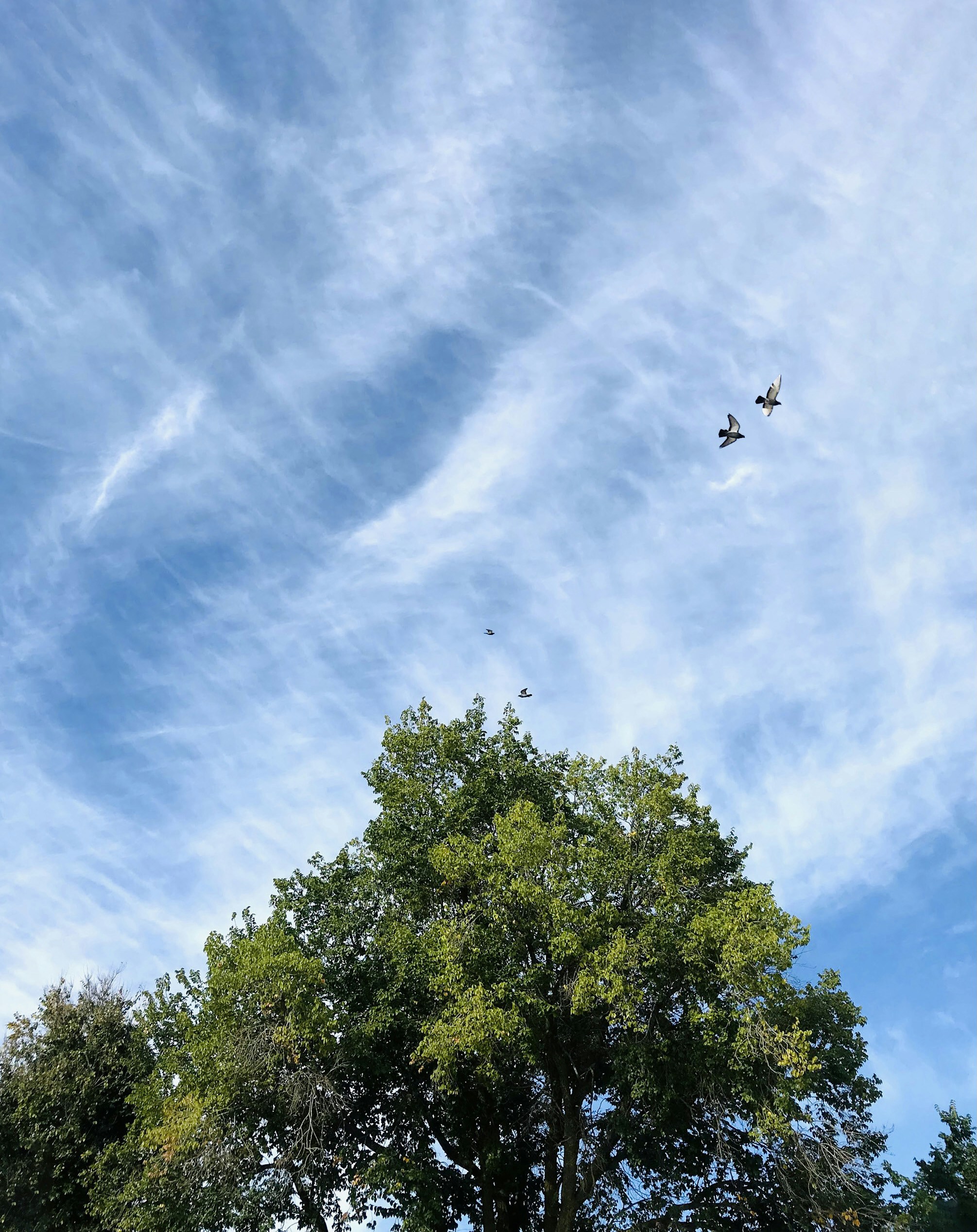 green trees under blue sky and white clouds during daytime