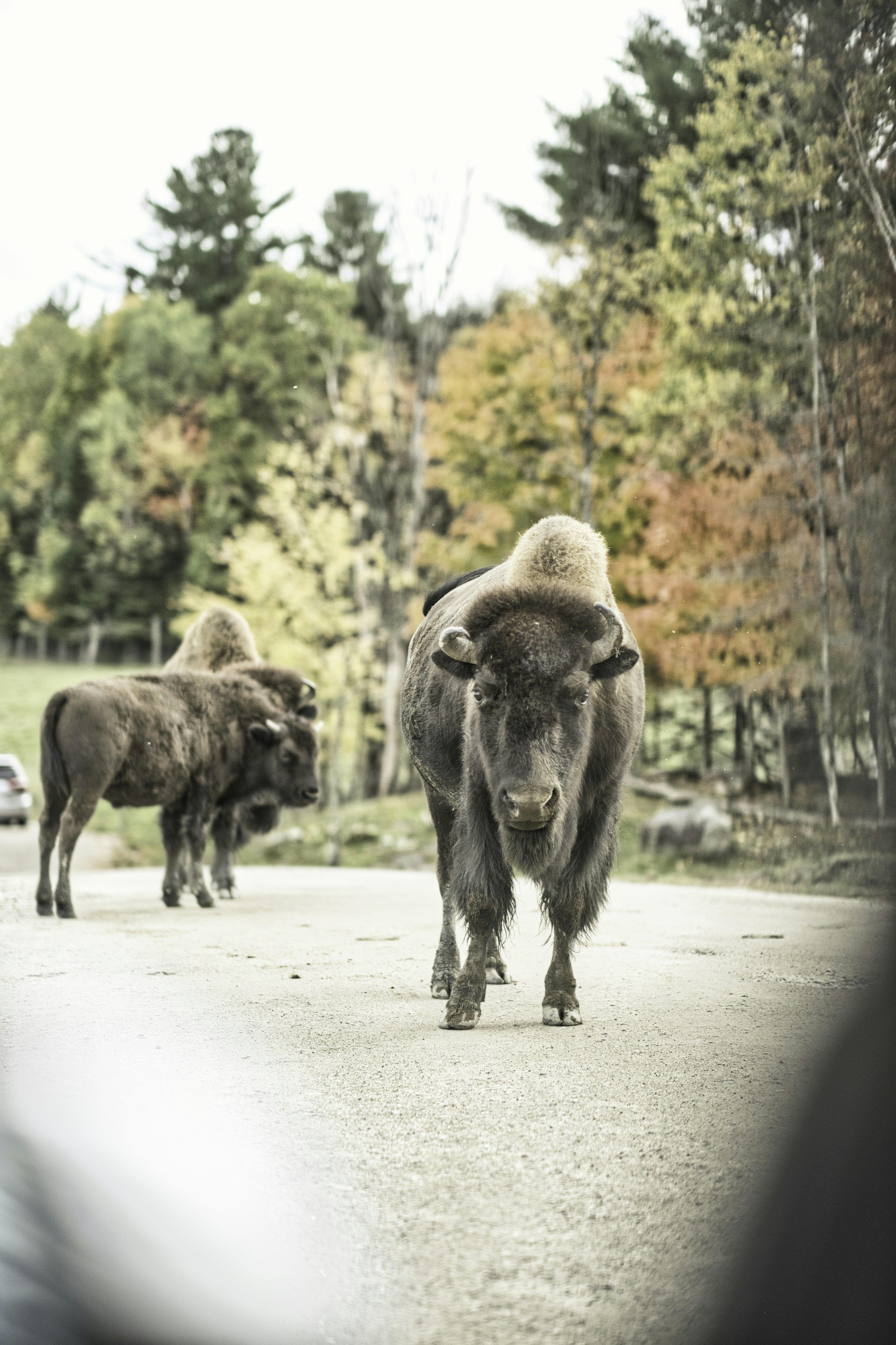 Leader of the Fall Walk: A Bison on a Leaf-Strewn Road