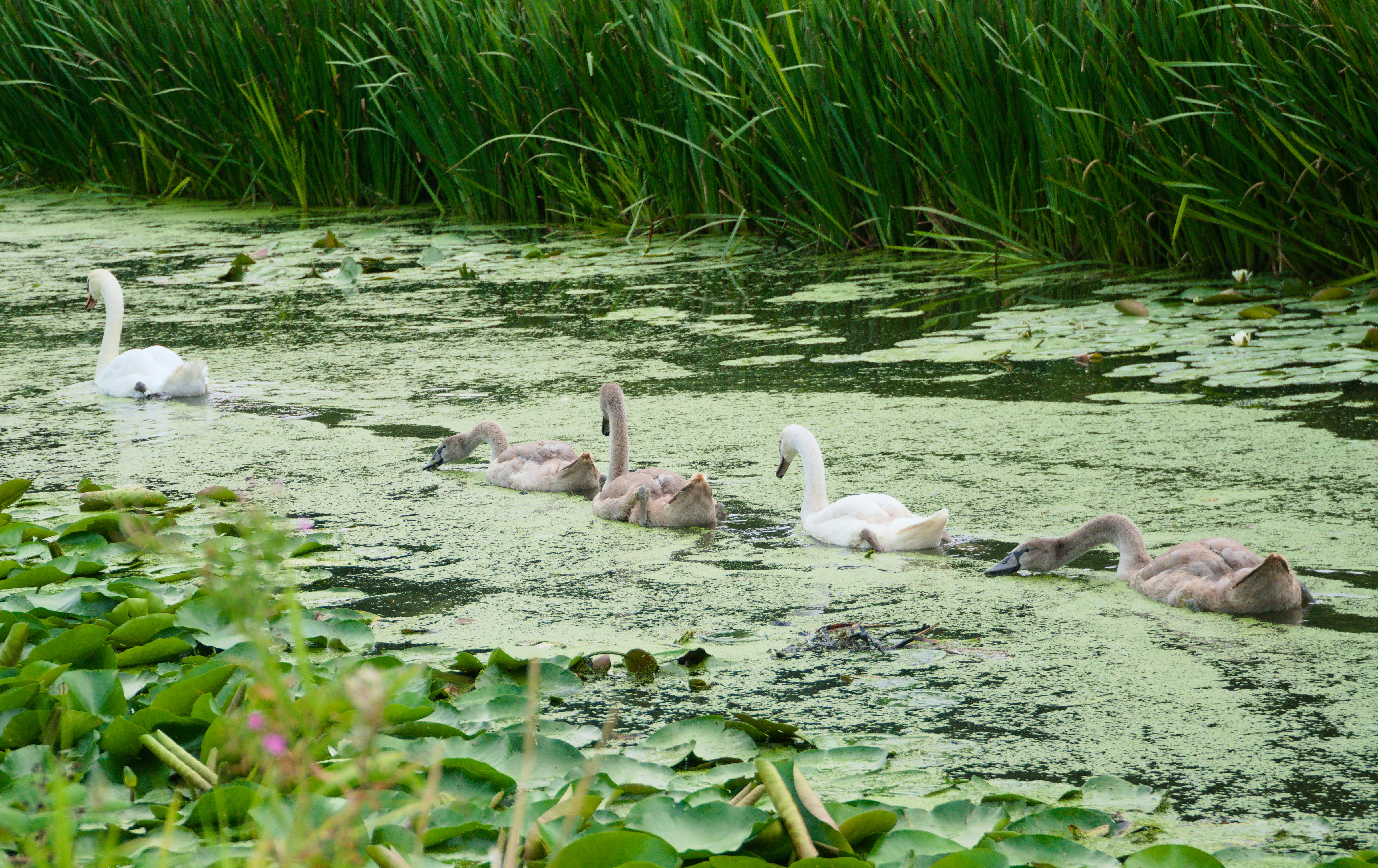 A quiet procession of swans gliding along a lily-filled pond
