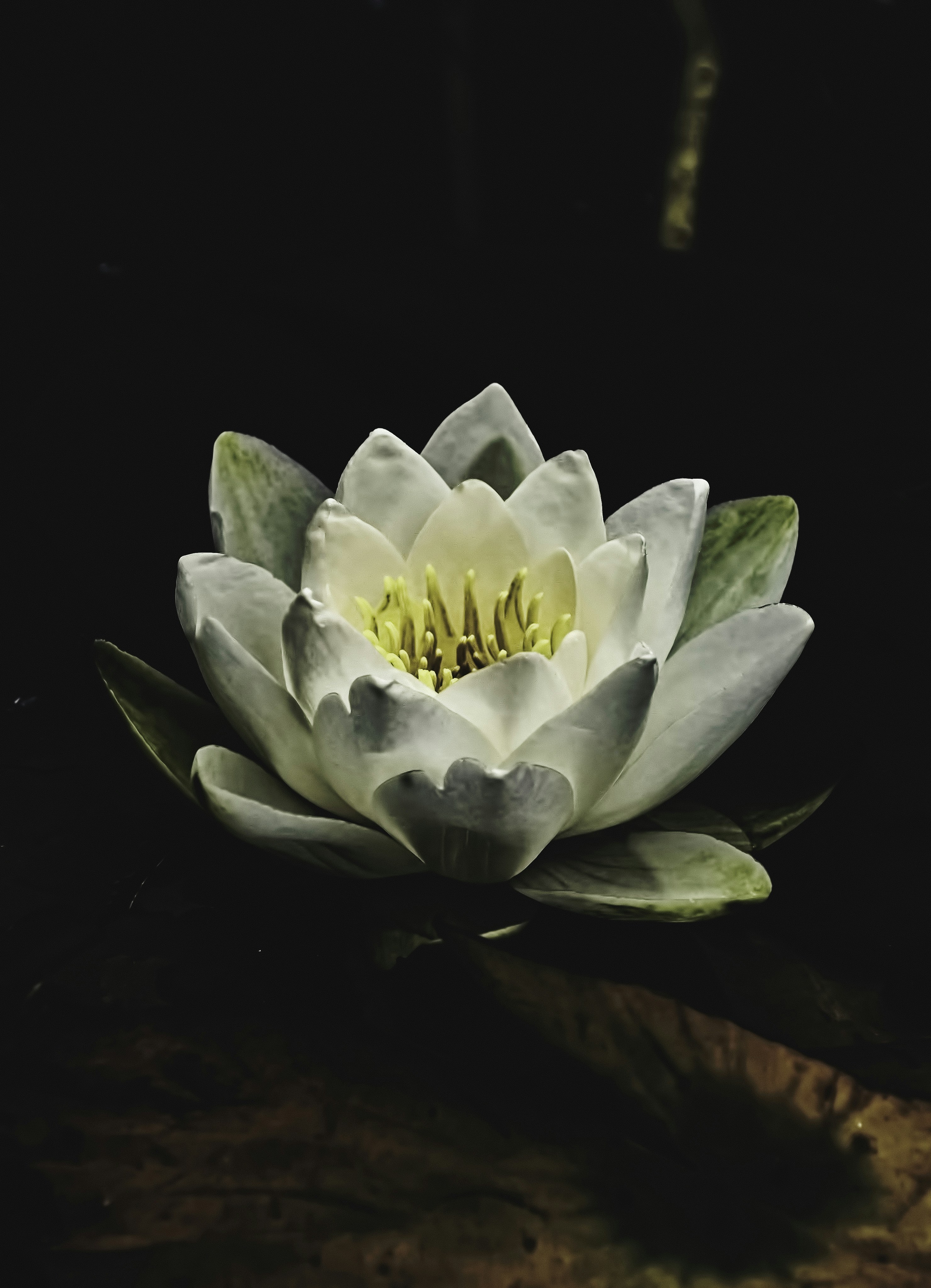 Elegant water lily blooming in dark waters, showcasing delicate petals and vibrant yellow stamens.
