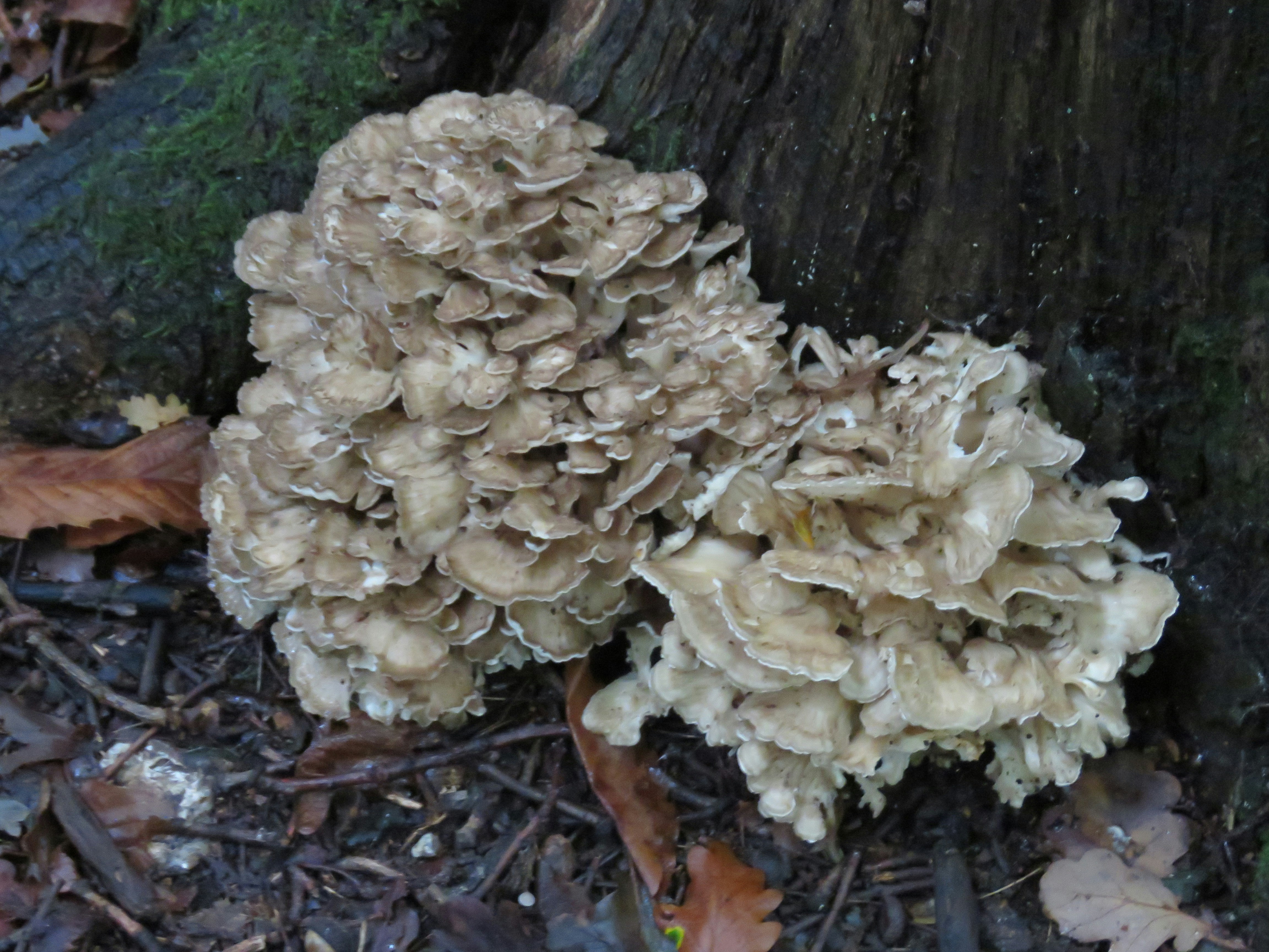 brown mushroom on brown wooden log