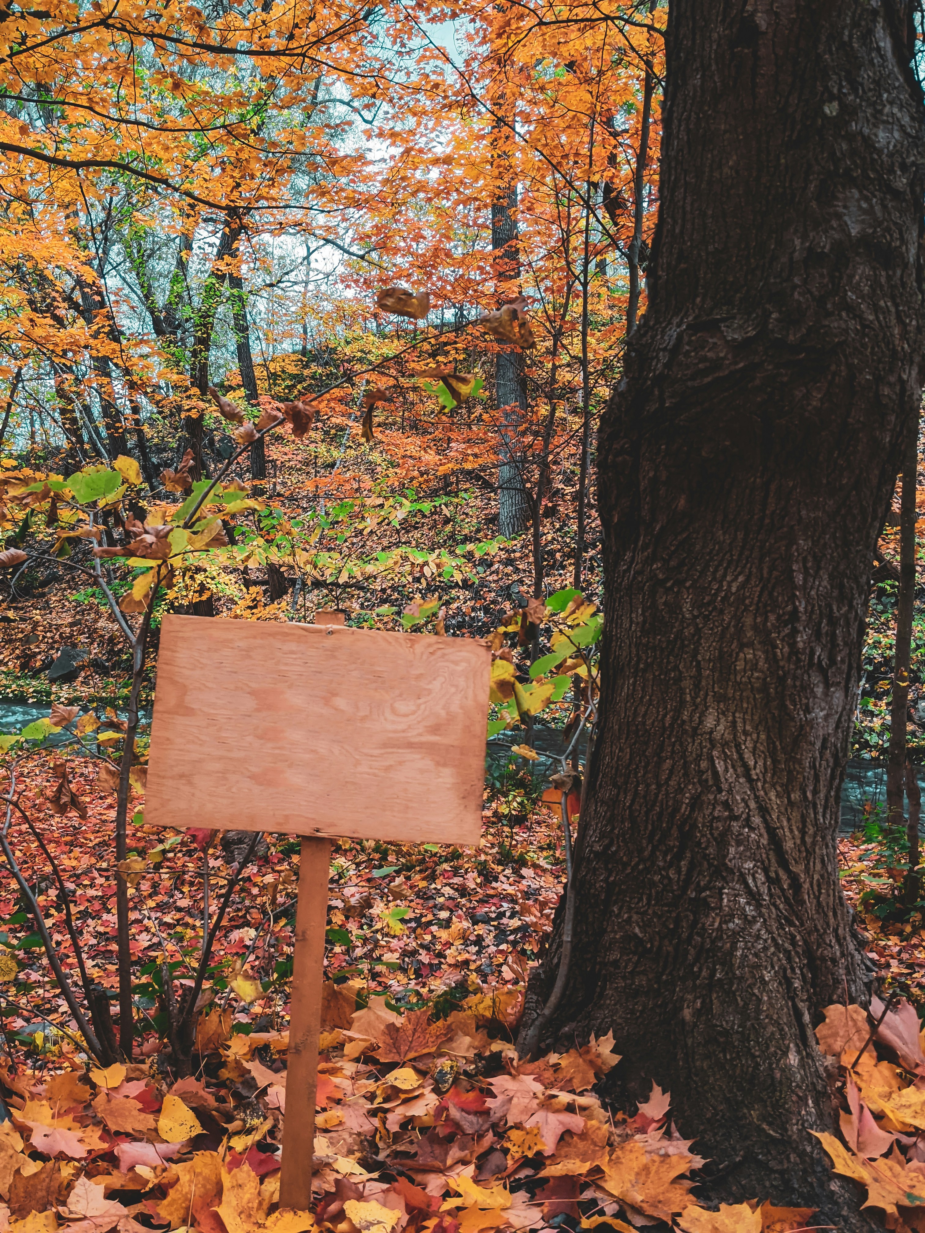 Blank Signboard in a Forest of Ember Leaves