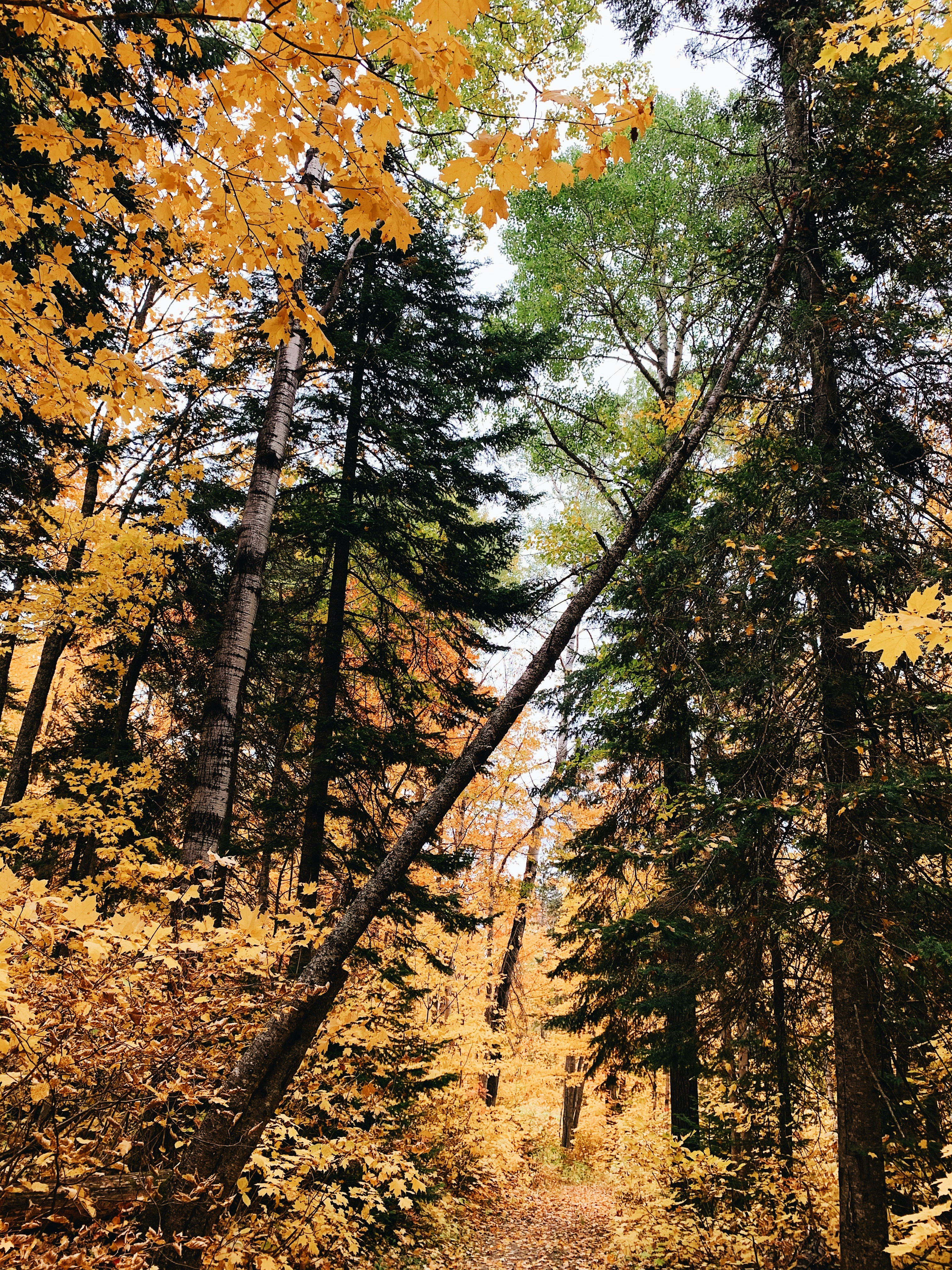 Golden leaves blanket the forest floor as tall trees stretch towards the sky, creating a serene pathway through the vibrant autumn landscape.