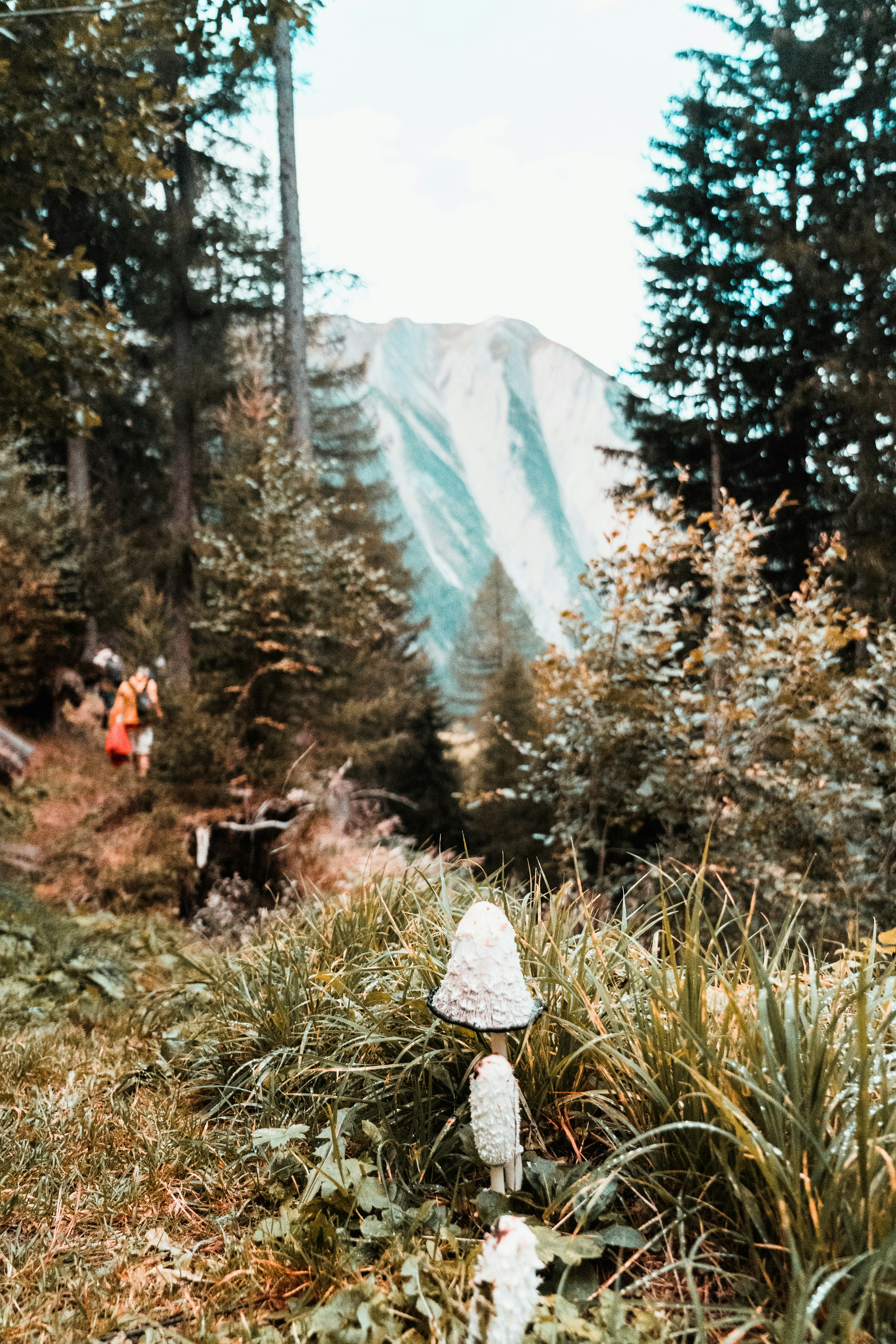 Mushrooms at the Forest Edge: a Quiet Trail Toward Snow-Dusted Peaks