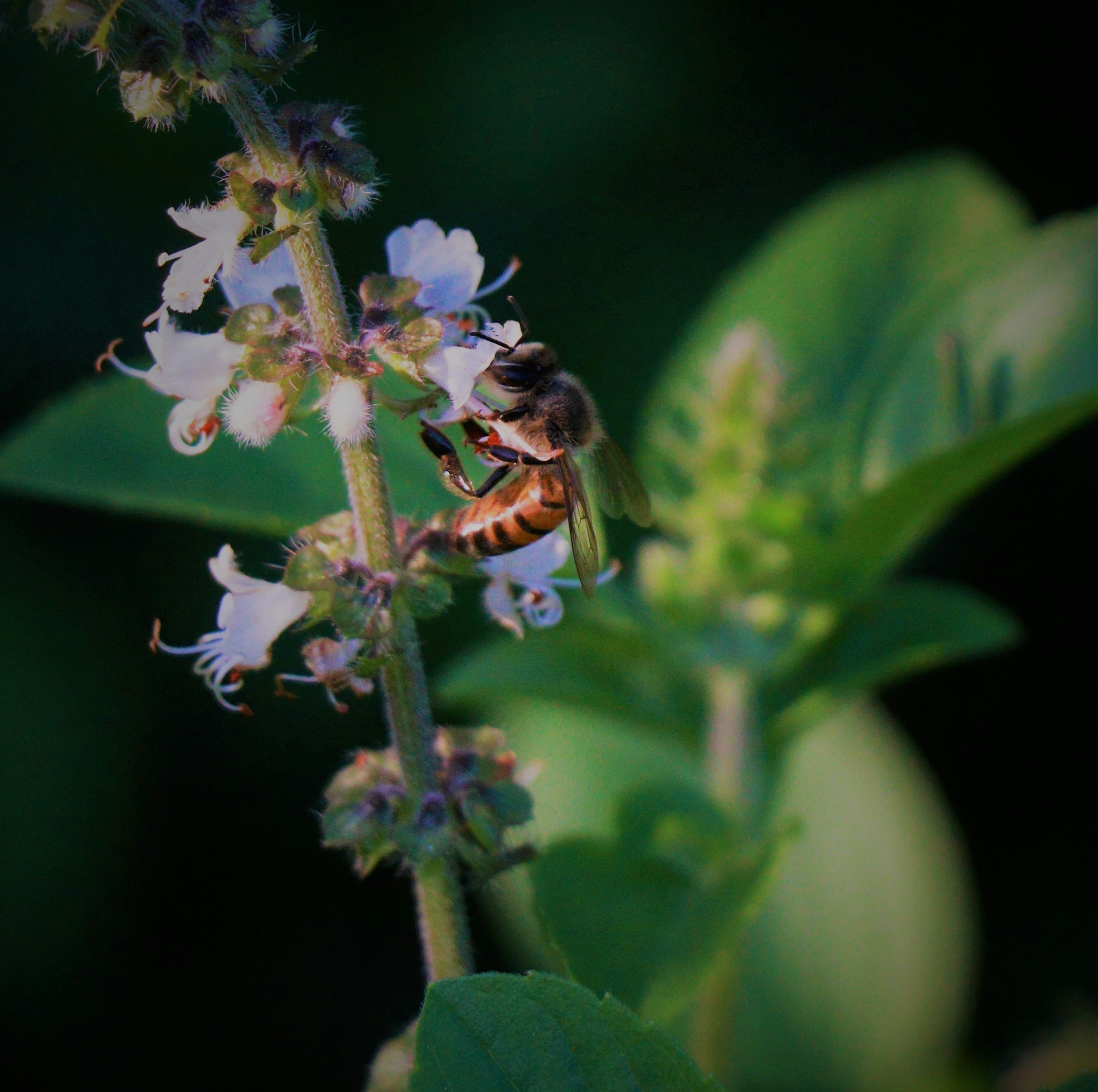 Buzz at the Bloom: A Honeybee Forages Along a White-Flower Spike