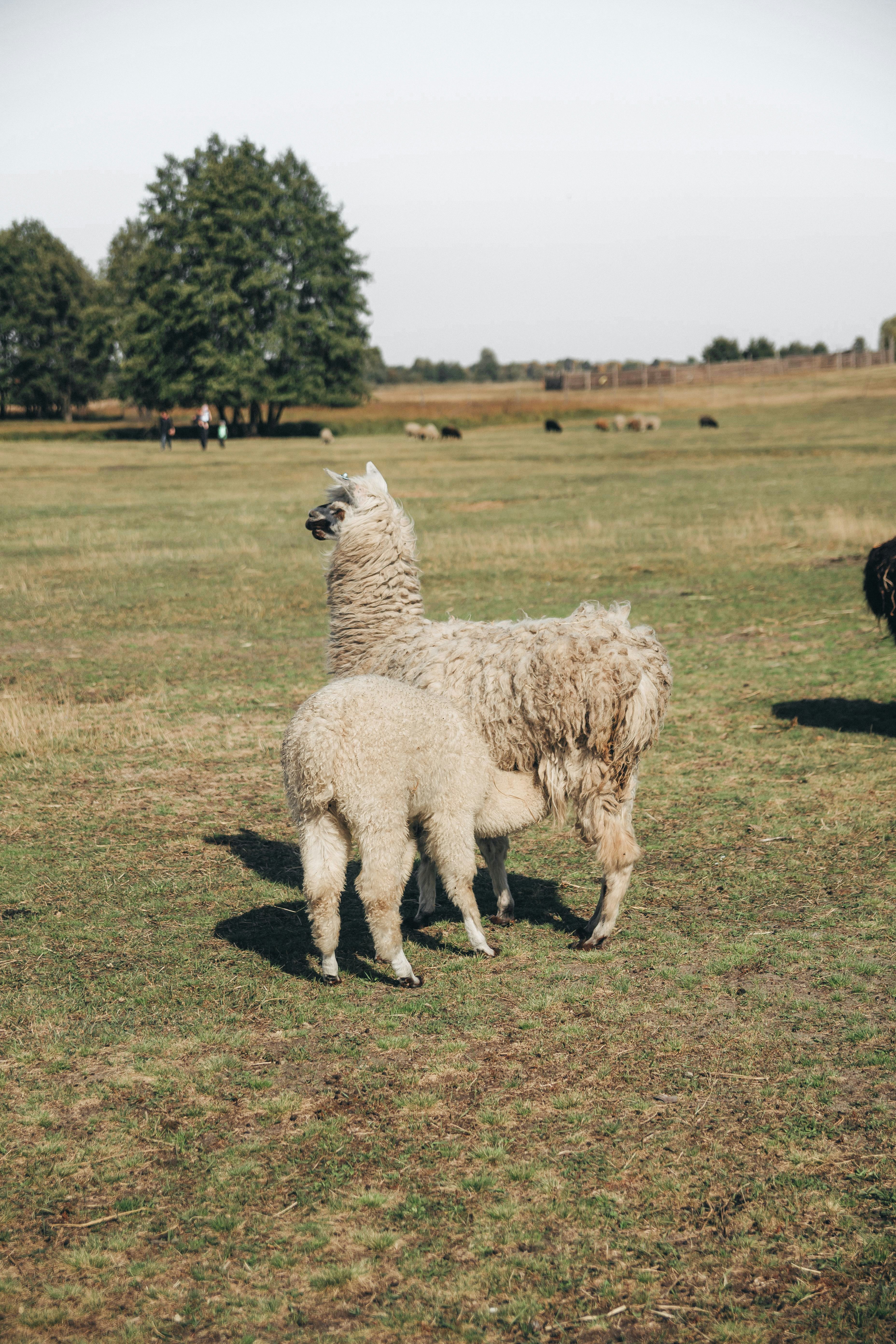Alpacas in a Morning Meadow: A Quiet Herd Moment