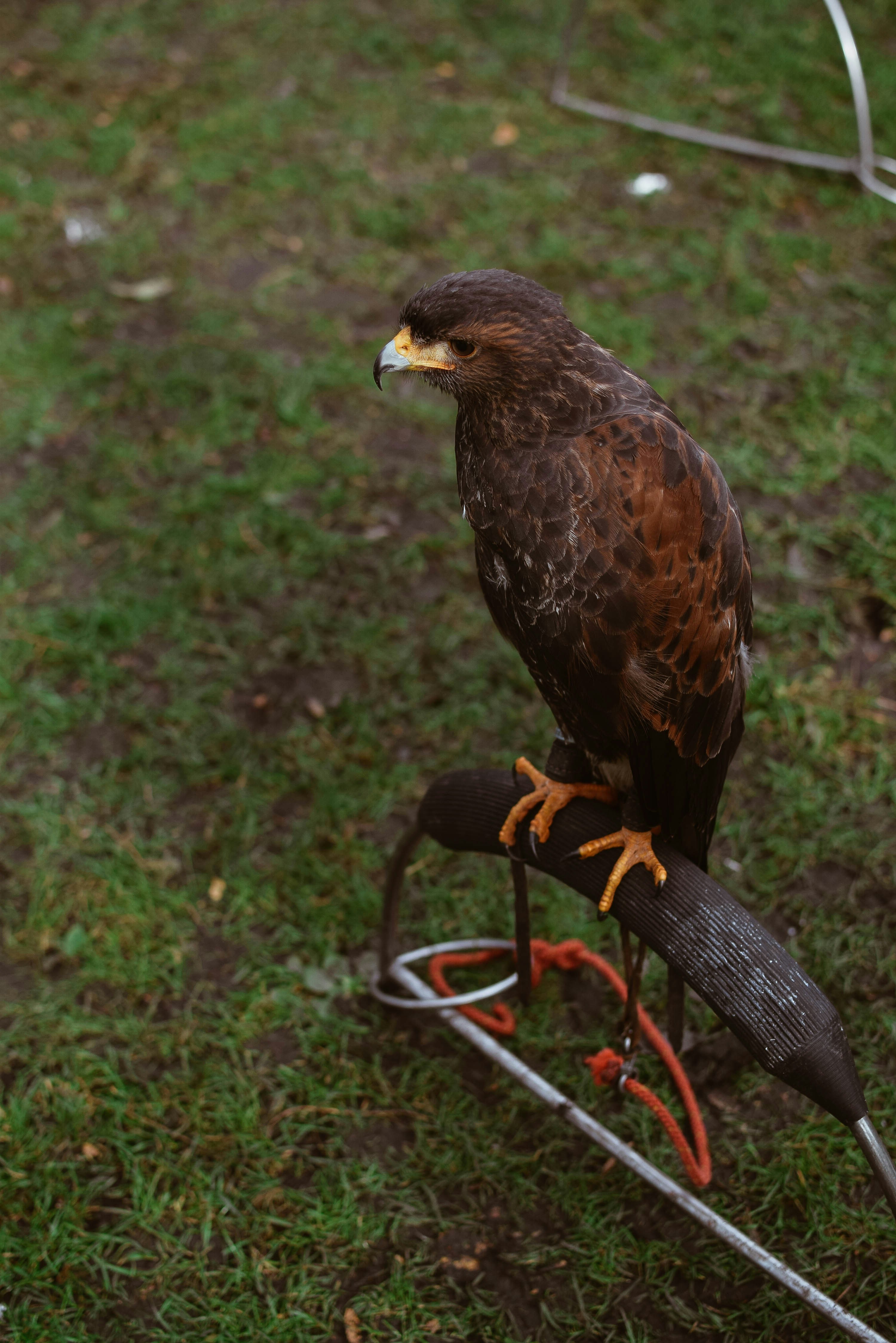 Brown hawk perched on a weathered stand, surveying its surroundings on a grassy field.