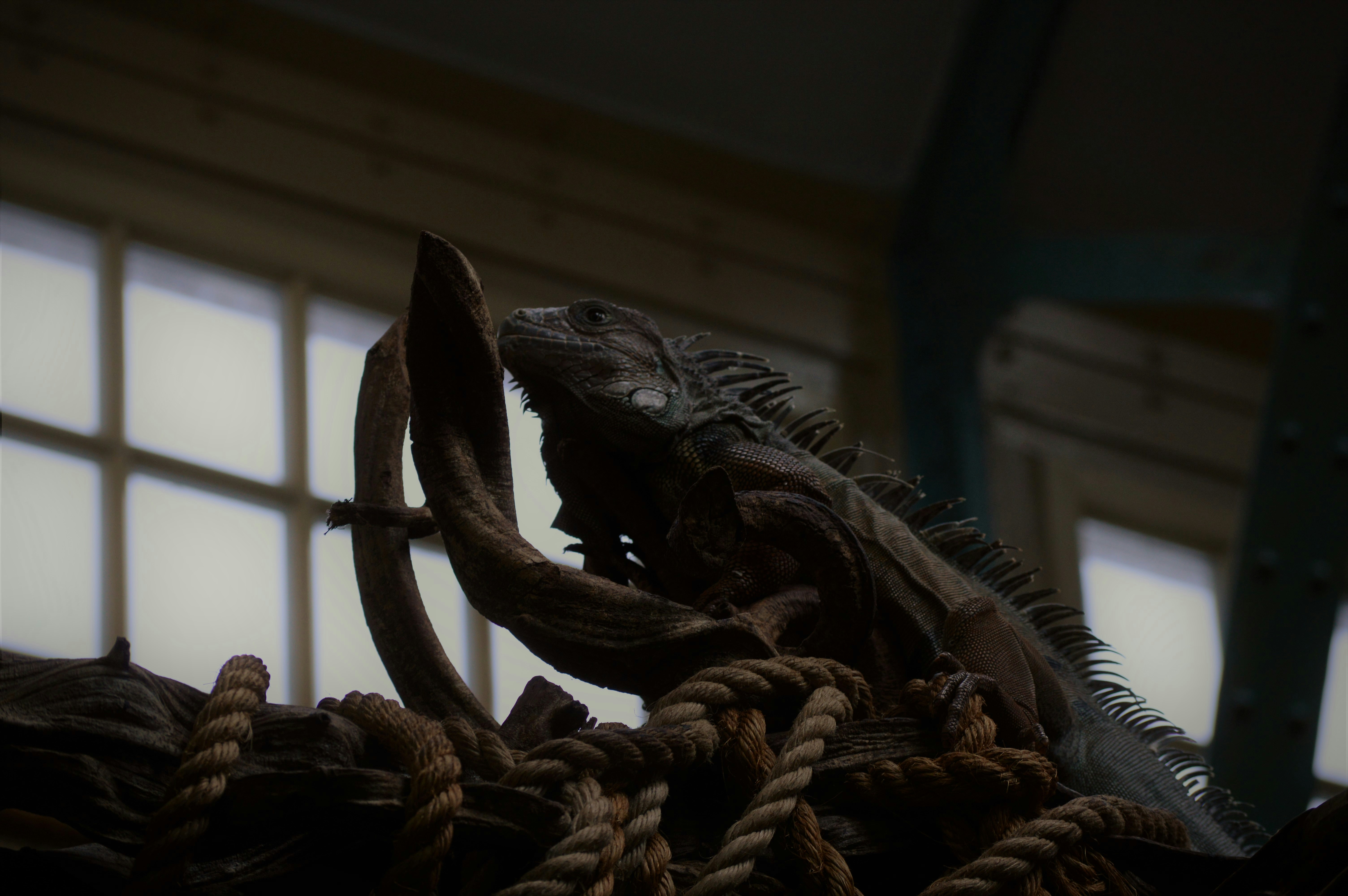 black and brown dragon figurine