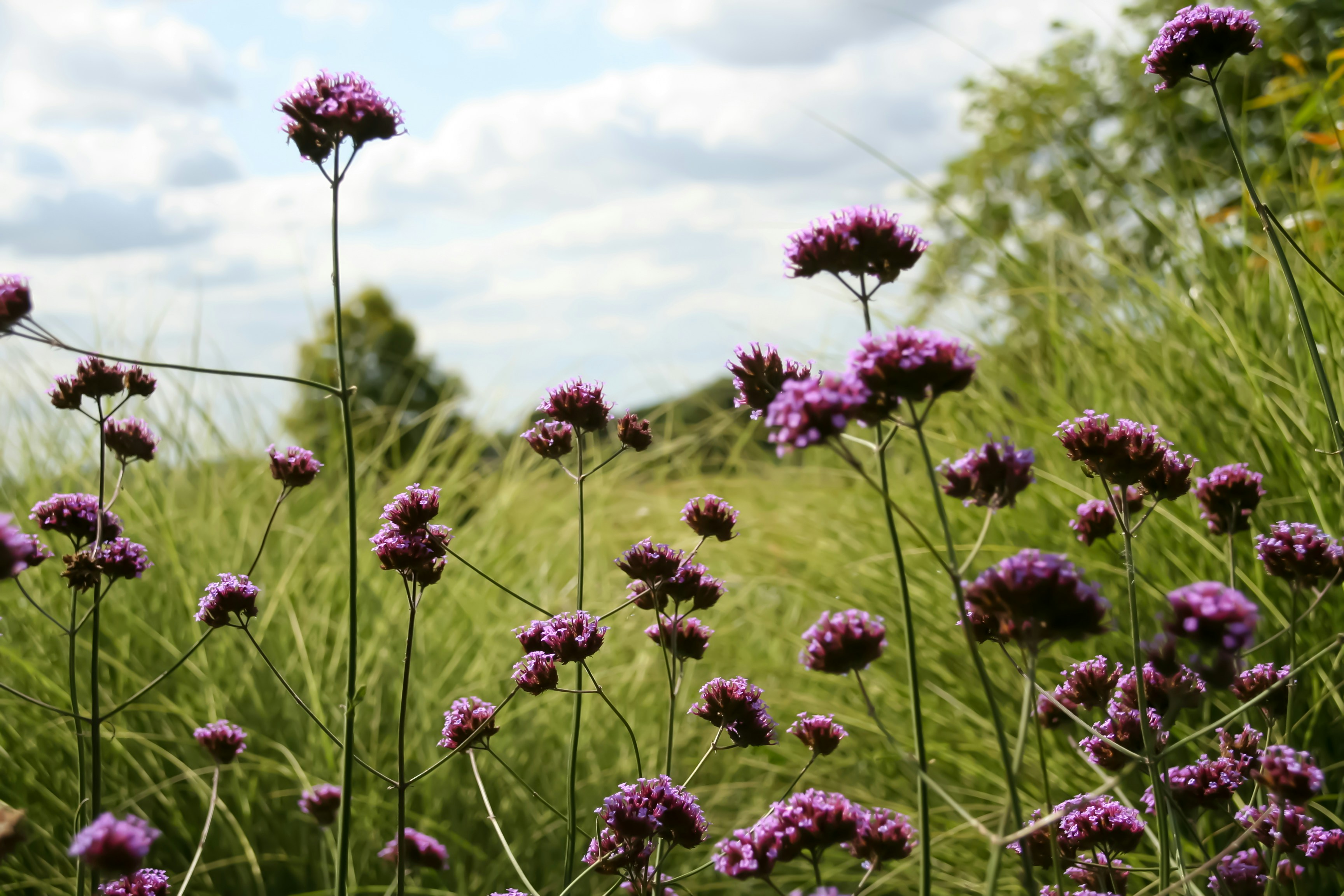 Purple wildflowers stand tall against a backdrop of lush green grasses under a partly cloudy sky.