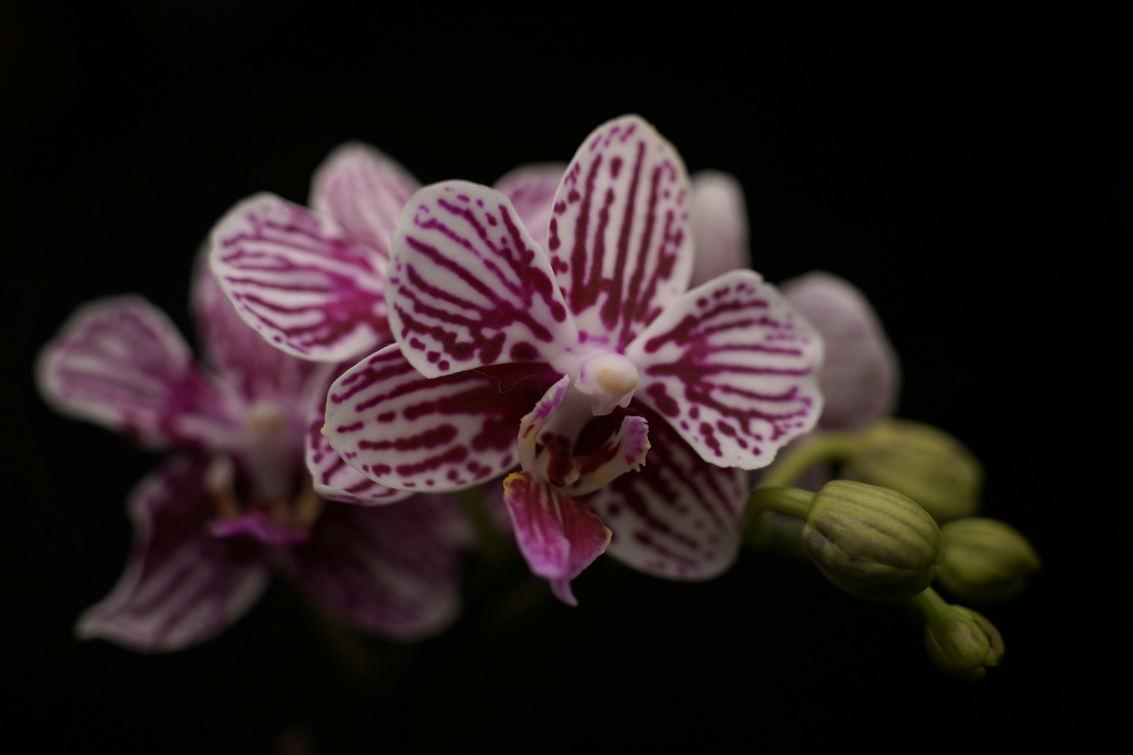 Midnight Stripes: Macro Portrait of a Striped Phalaenopsis Orchid