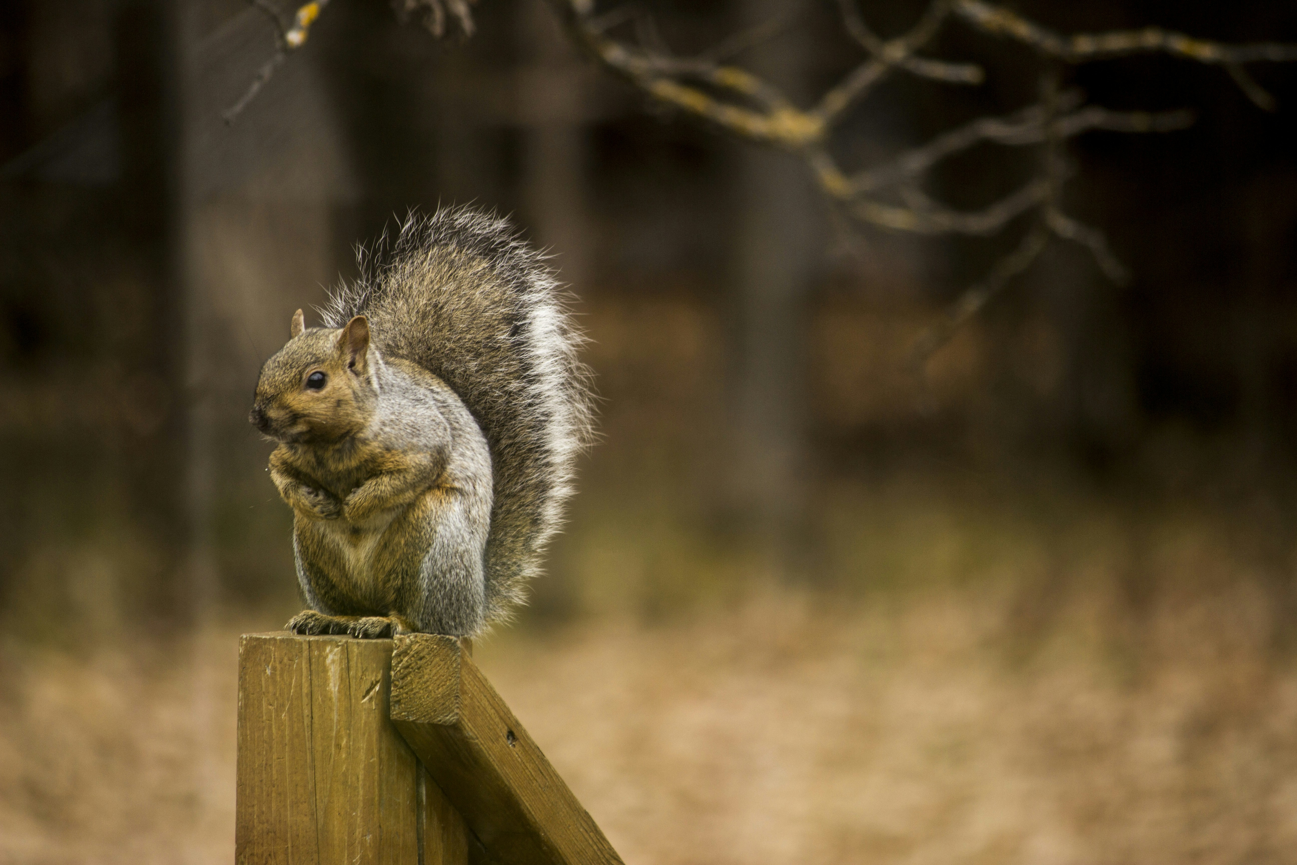 Squirrel on a Weathered Post: Quiet Autumn Light