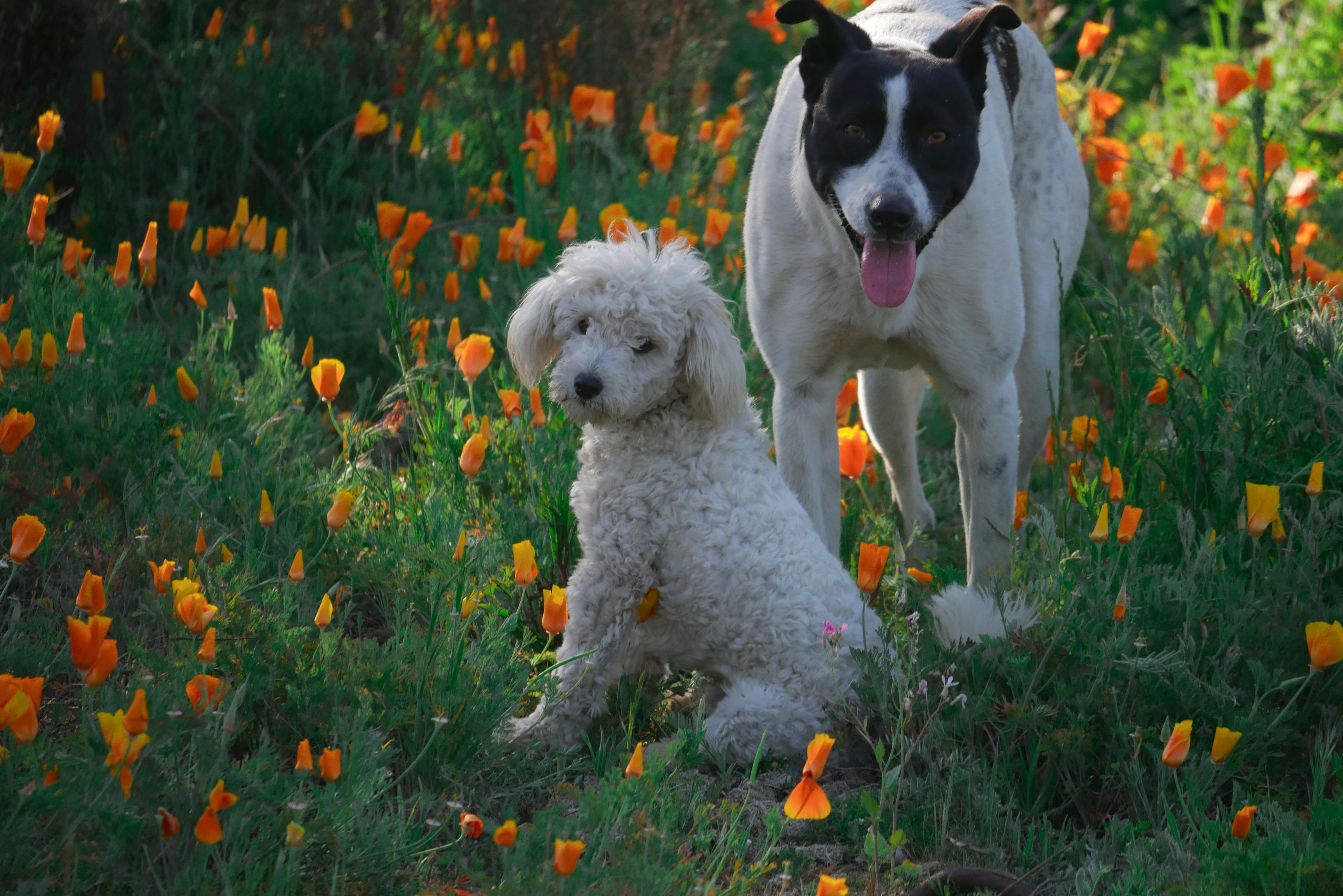 Field of Orange Poppies: A Quiet Duo in Sunlit Play