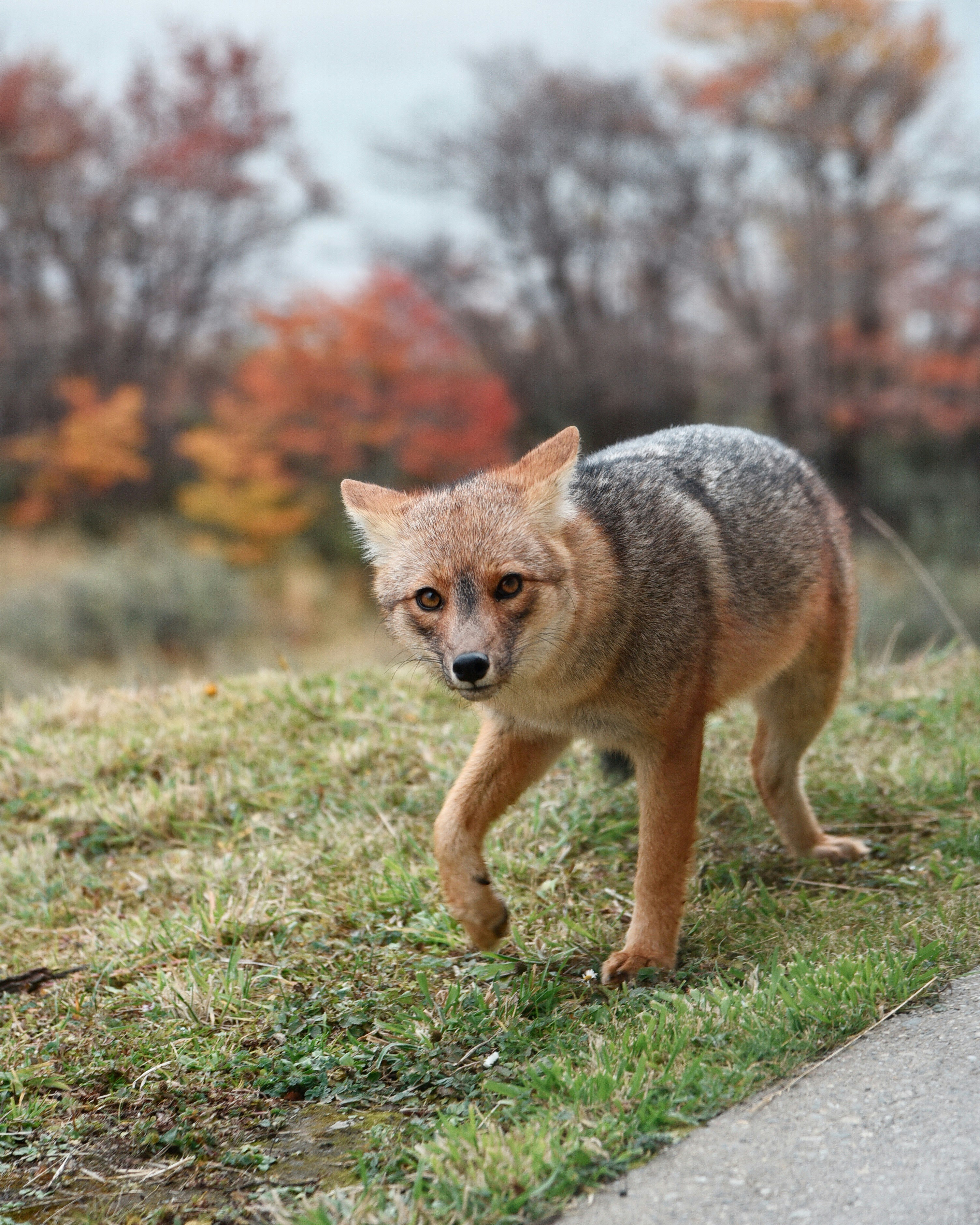 Amber-Leaf Encounter: A Coyote Pauses at the Park's Verge