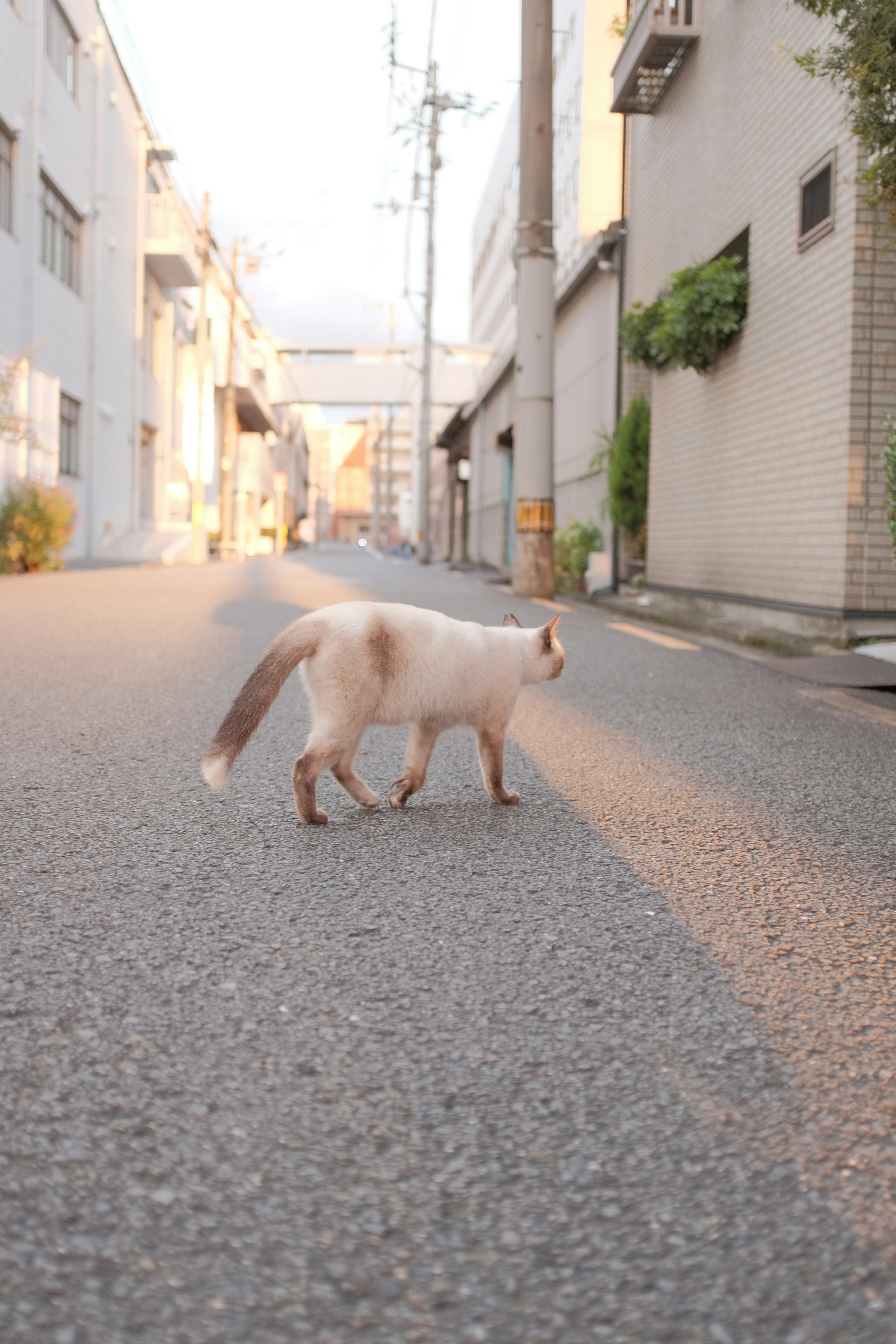 A cat walks along a quiet urban street, bathed in the warm glow of the evening sun. The scene captures the essence of a serene city moment.