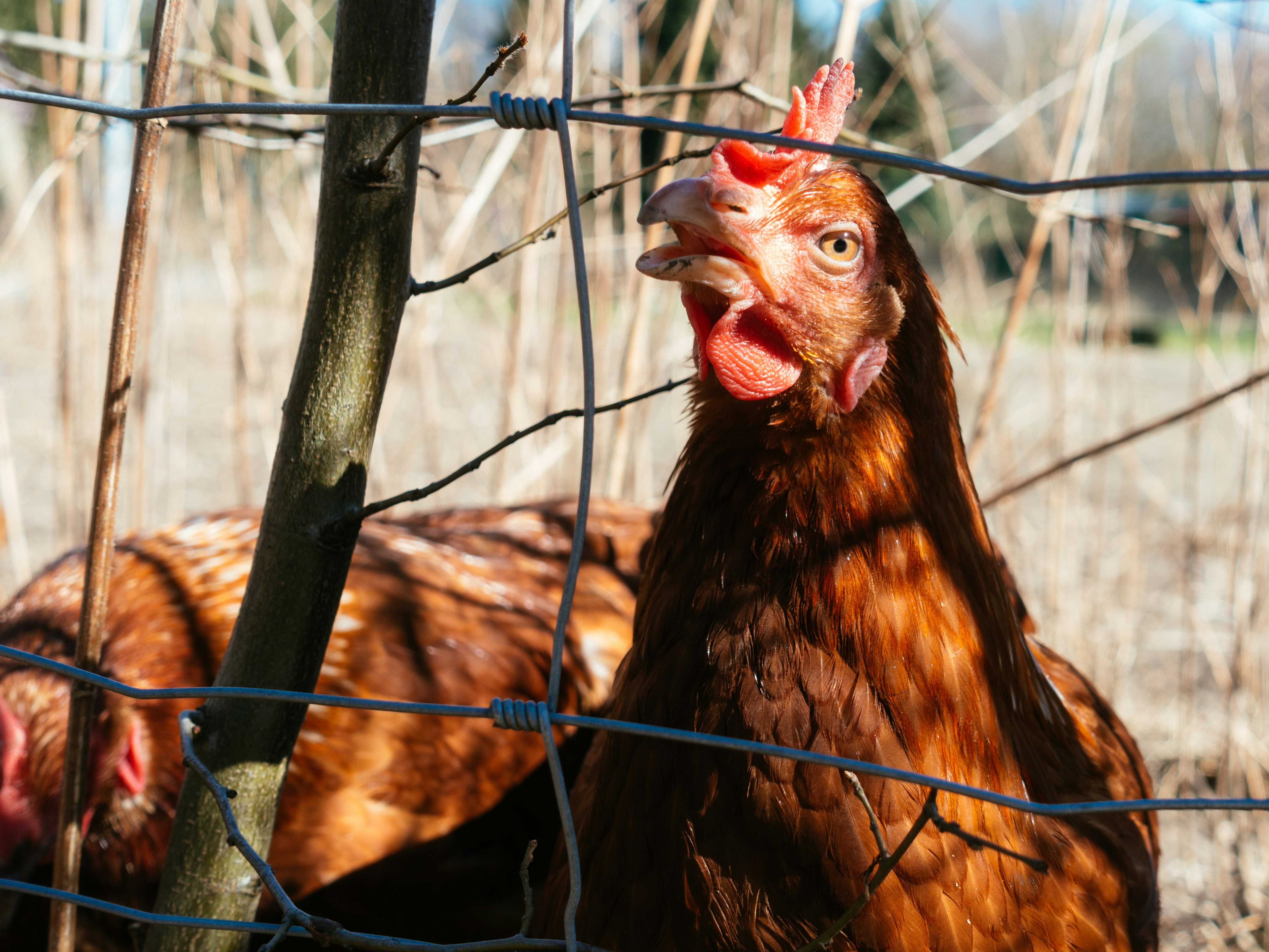 A close-up of a brown chicken with a curious expression, framed by a wire fence in a sunlit farmyard.