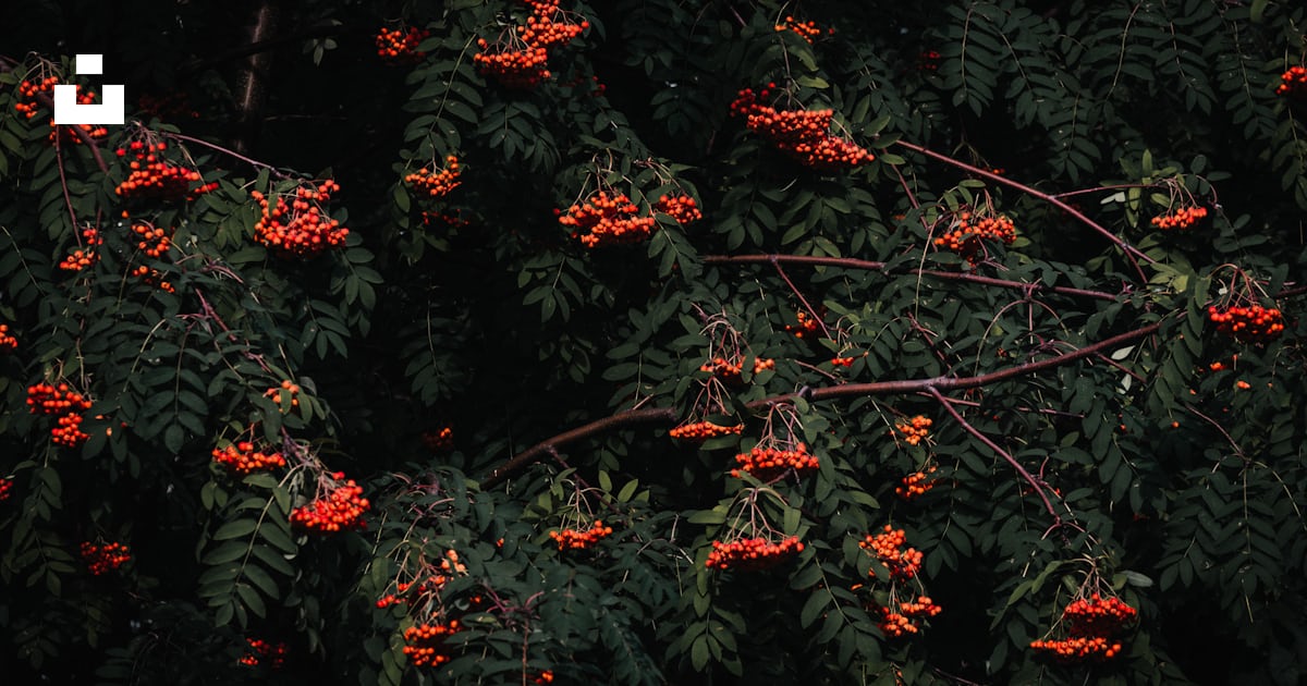 Foto Planta De Hoja Roja Y Verde Imagen Patrón Gratis En Unsplash