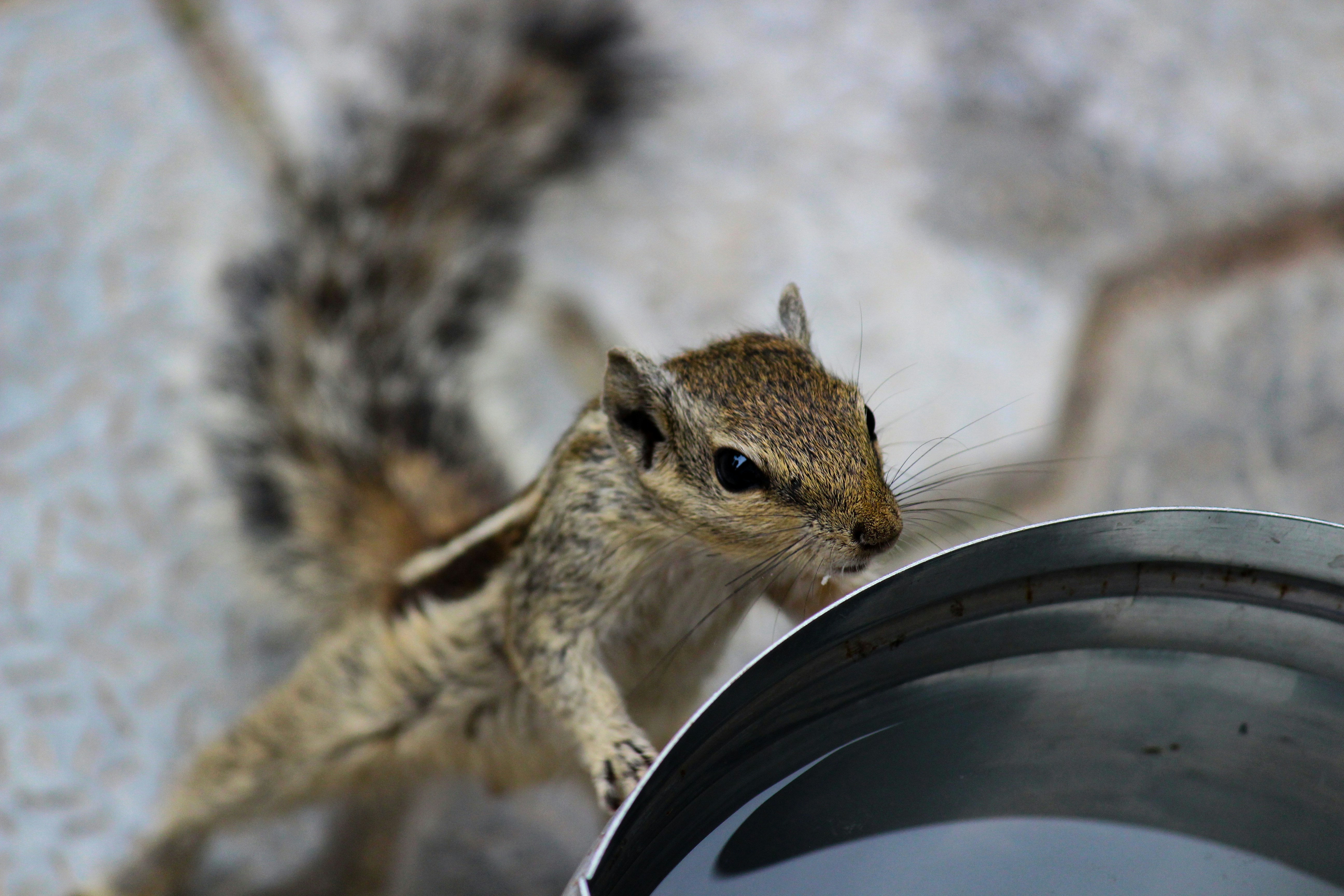 A squirrel reaching towards a metallic bowl filled with water, showcasing its inquisitive nature against a textured background.
