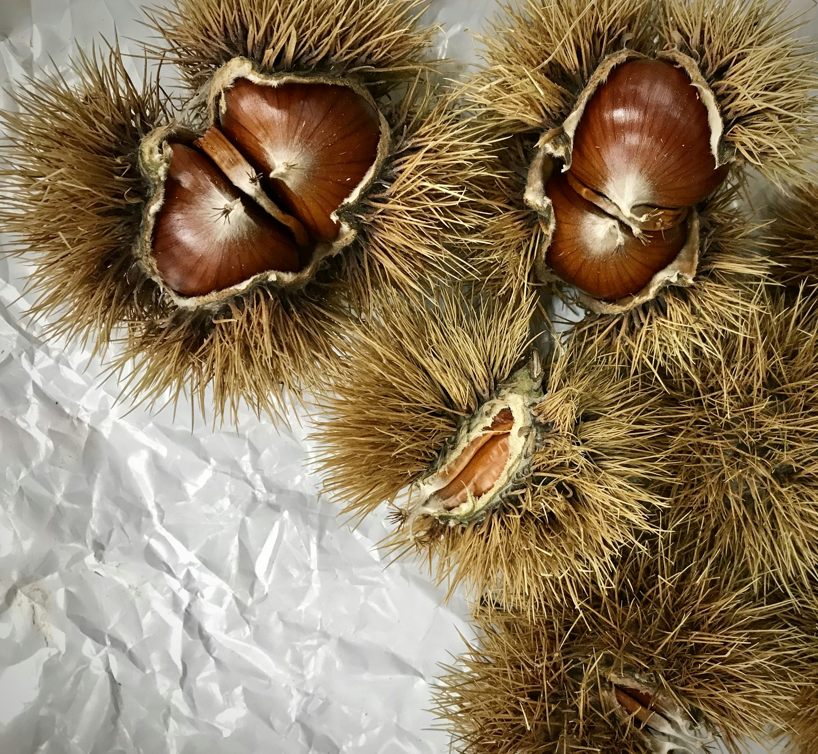 Cracked Chestnuts in Spiky Burlap Surroundings