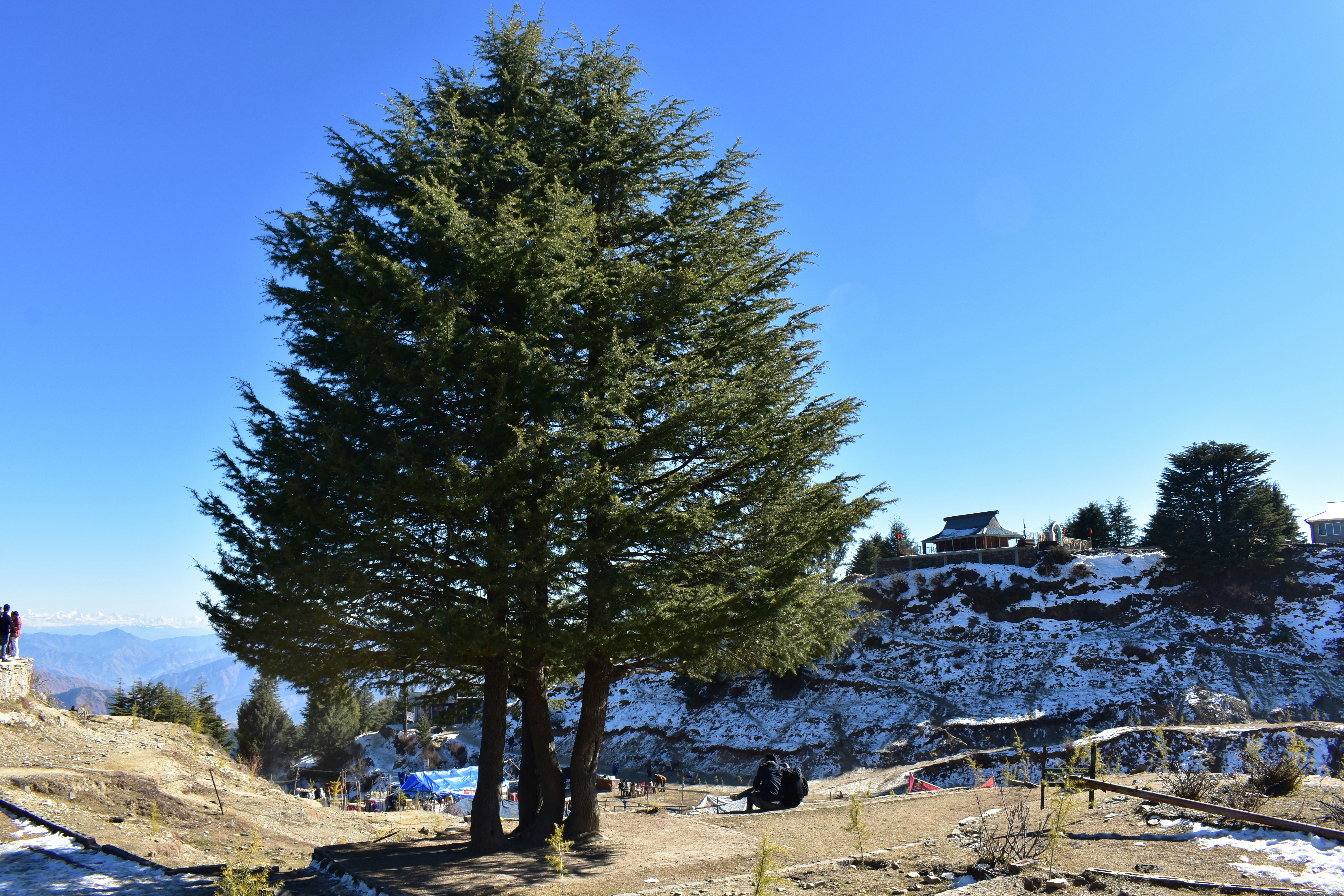 A majestic pine tree stands tall against a clear blue sky, overlooking a serene landscape dotted with distant hills and structures. Snow remnants hint at the season's chill.