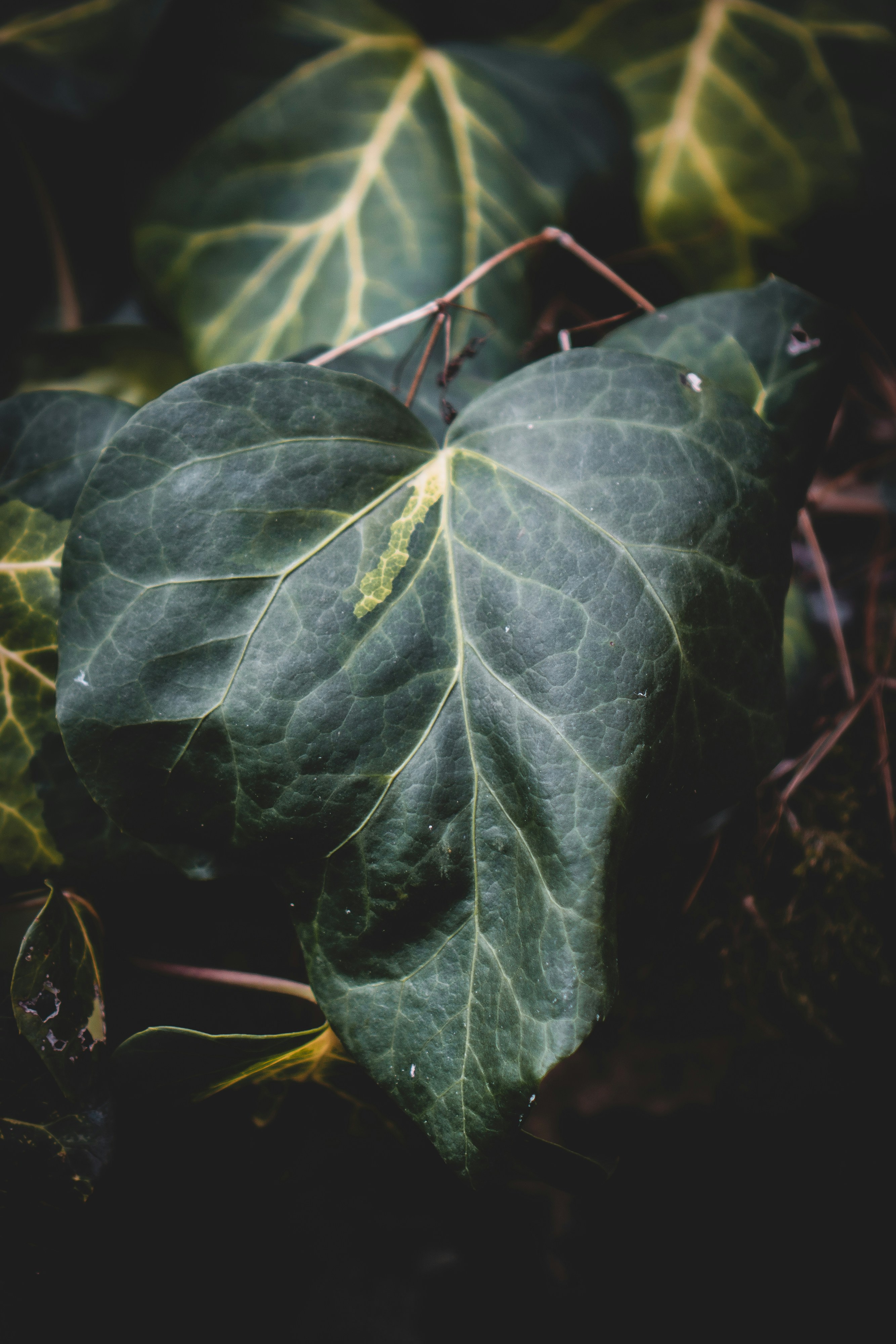 Foto Planta de hoja verde en fotografía de primer plano – Imagen Gris ...
