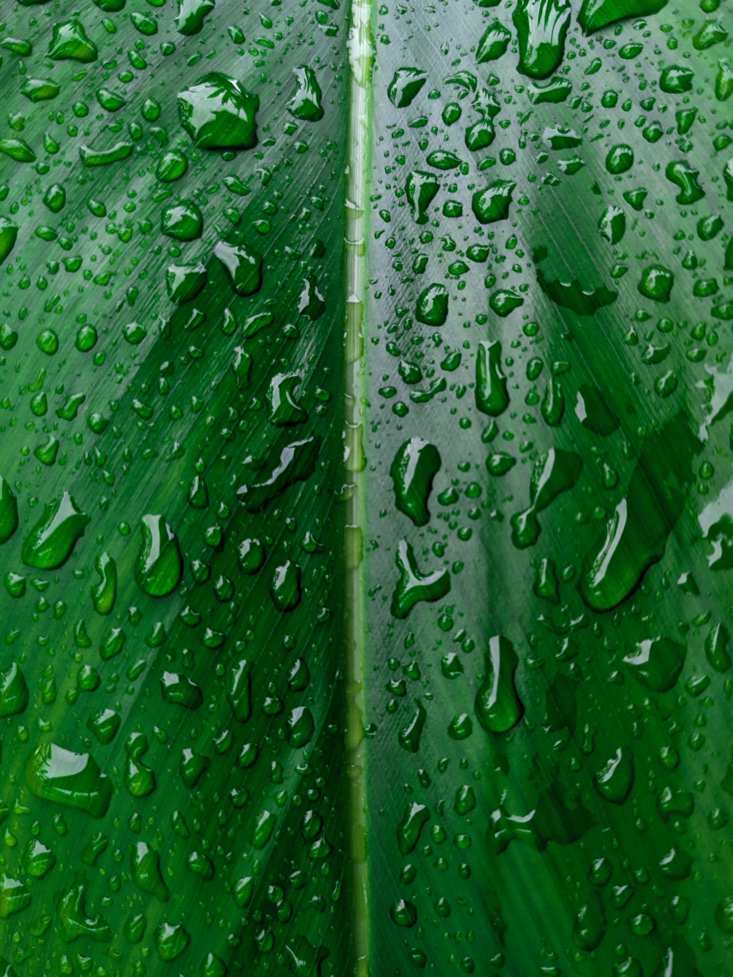 Macro shot of a vibrant green leaf with numerous dew droplets along the central vein, highlighting texture and translucence.