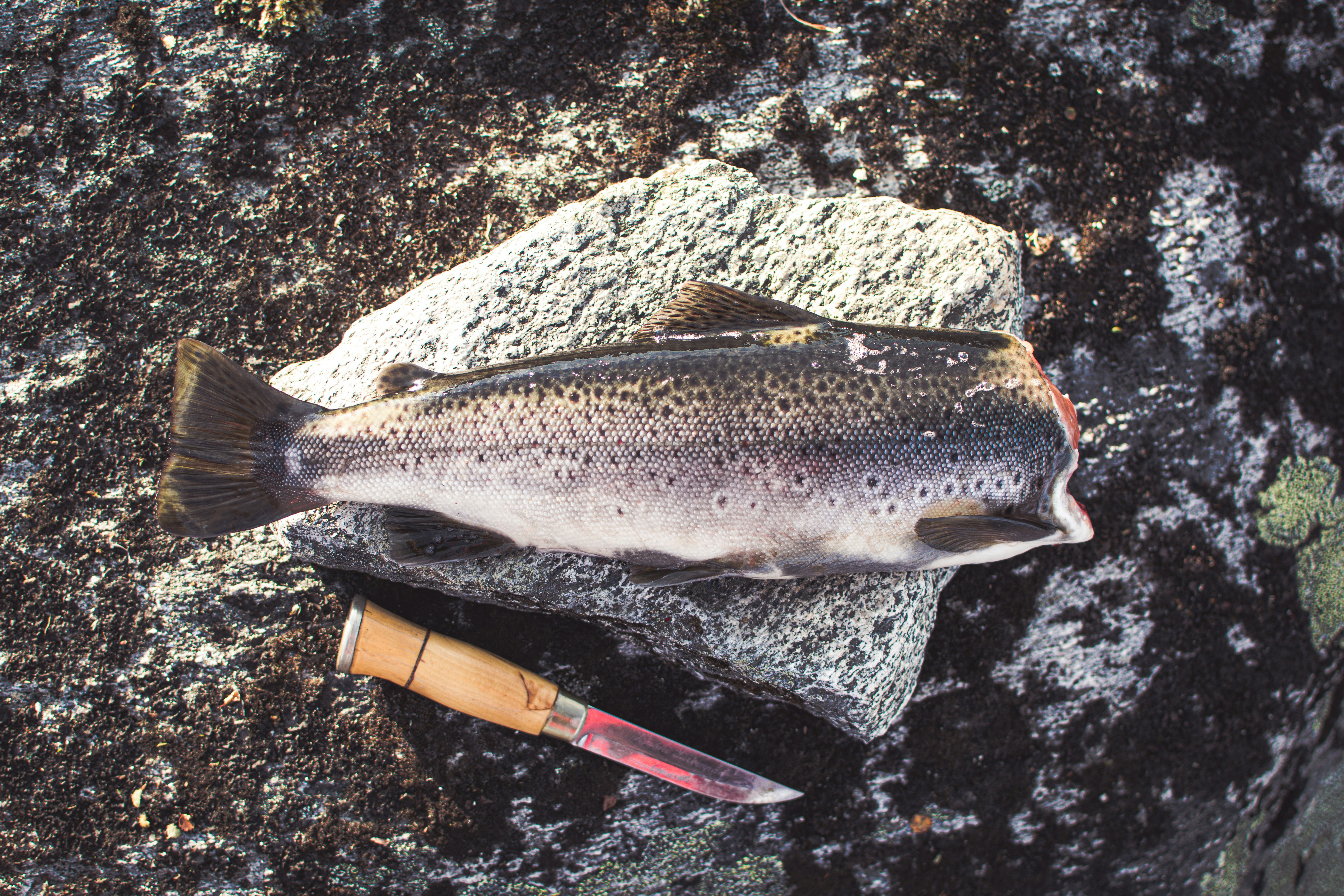 Trout resting on a rock beside a wooden-handled knife.