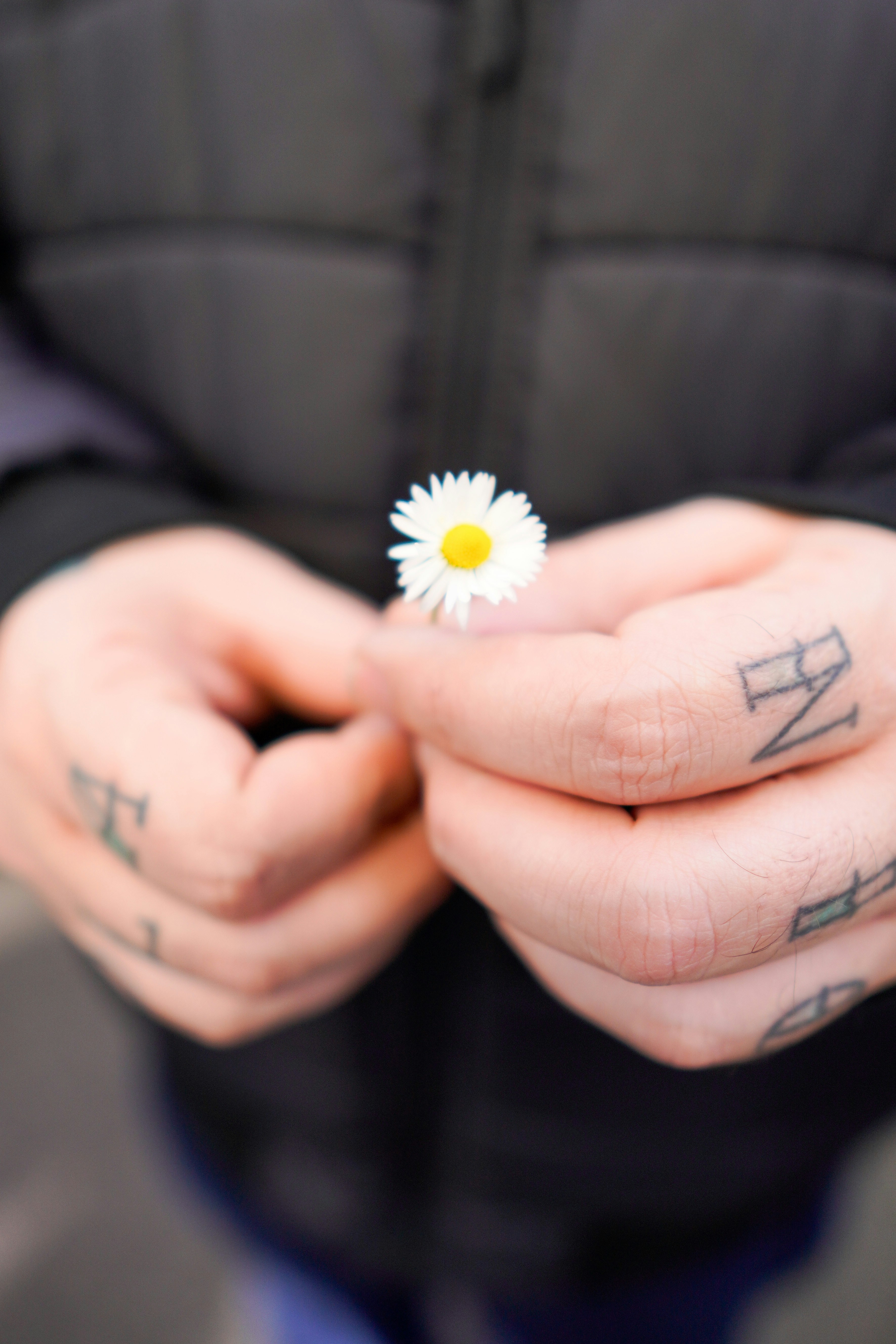 Hands adorned with tattoos gently hold a small daisy, symbolizing fragility and beauty in contrast to body art.