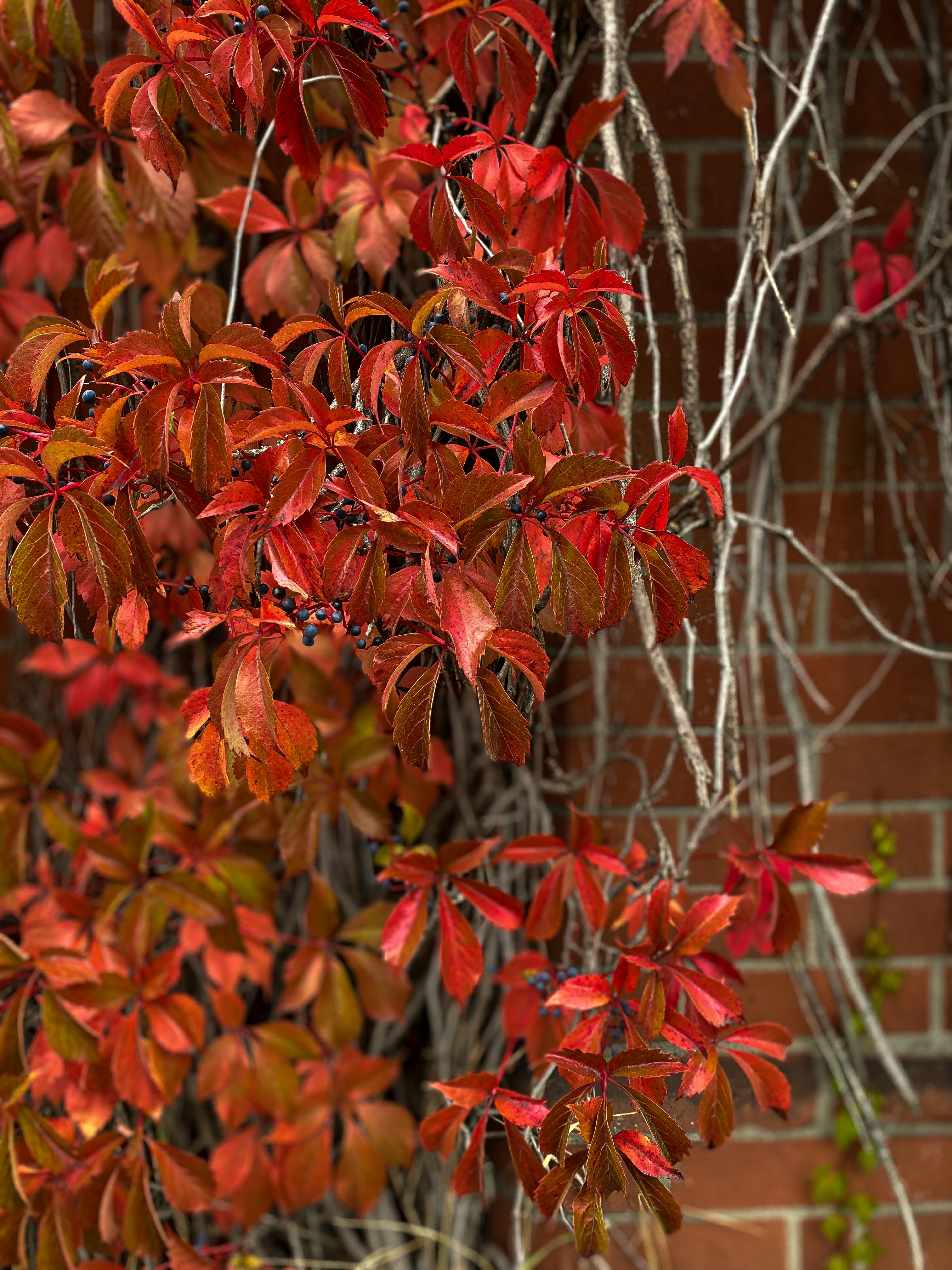 Plante à feuilles rouges et vertes photo – Photo Deutschland Gratuite ...
