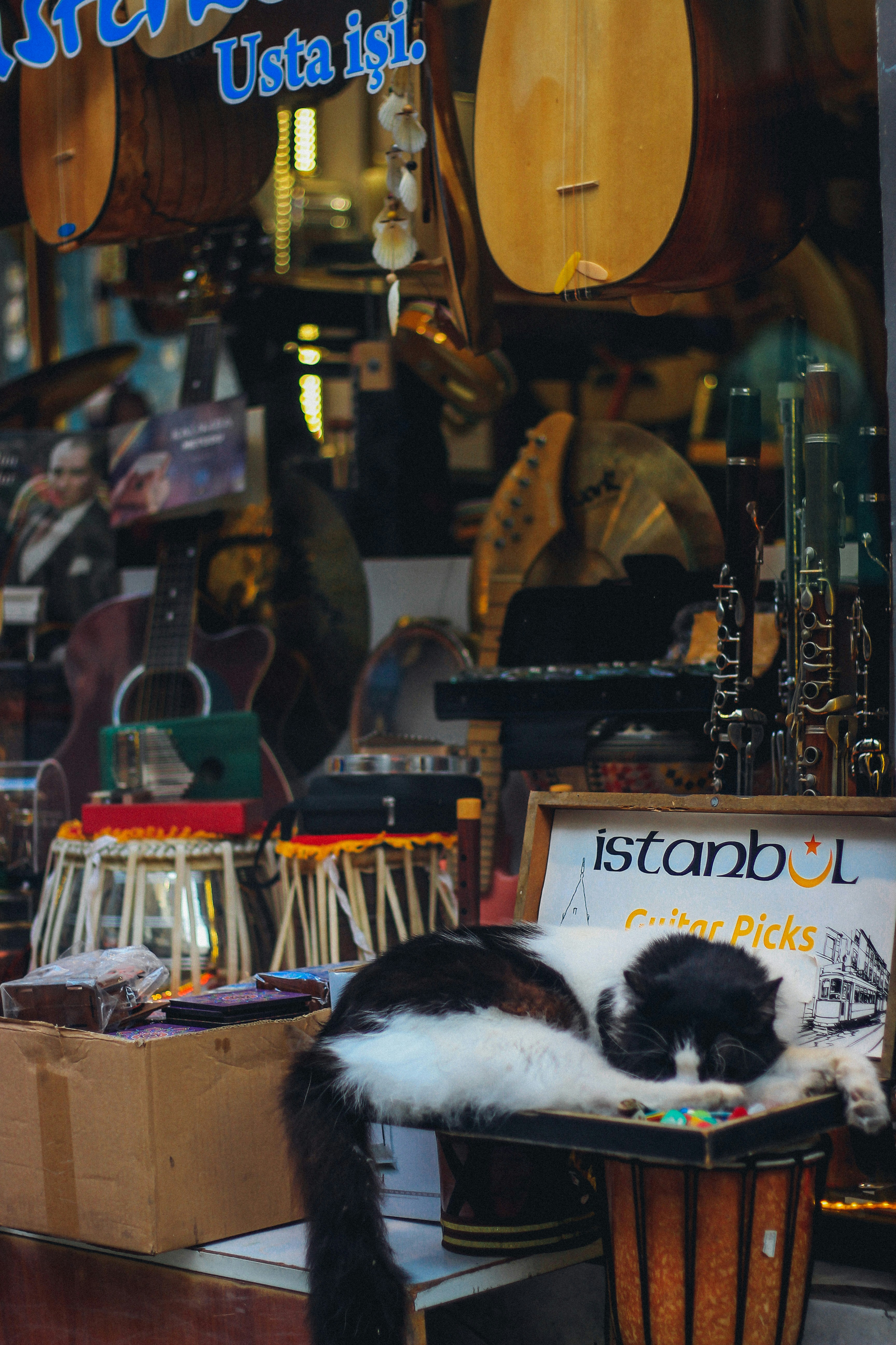 Nap Beneath the Guitars: A Quiet Moment in a Turkish Music Shop