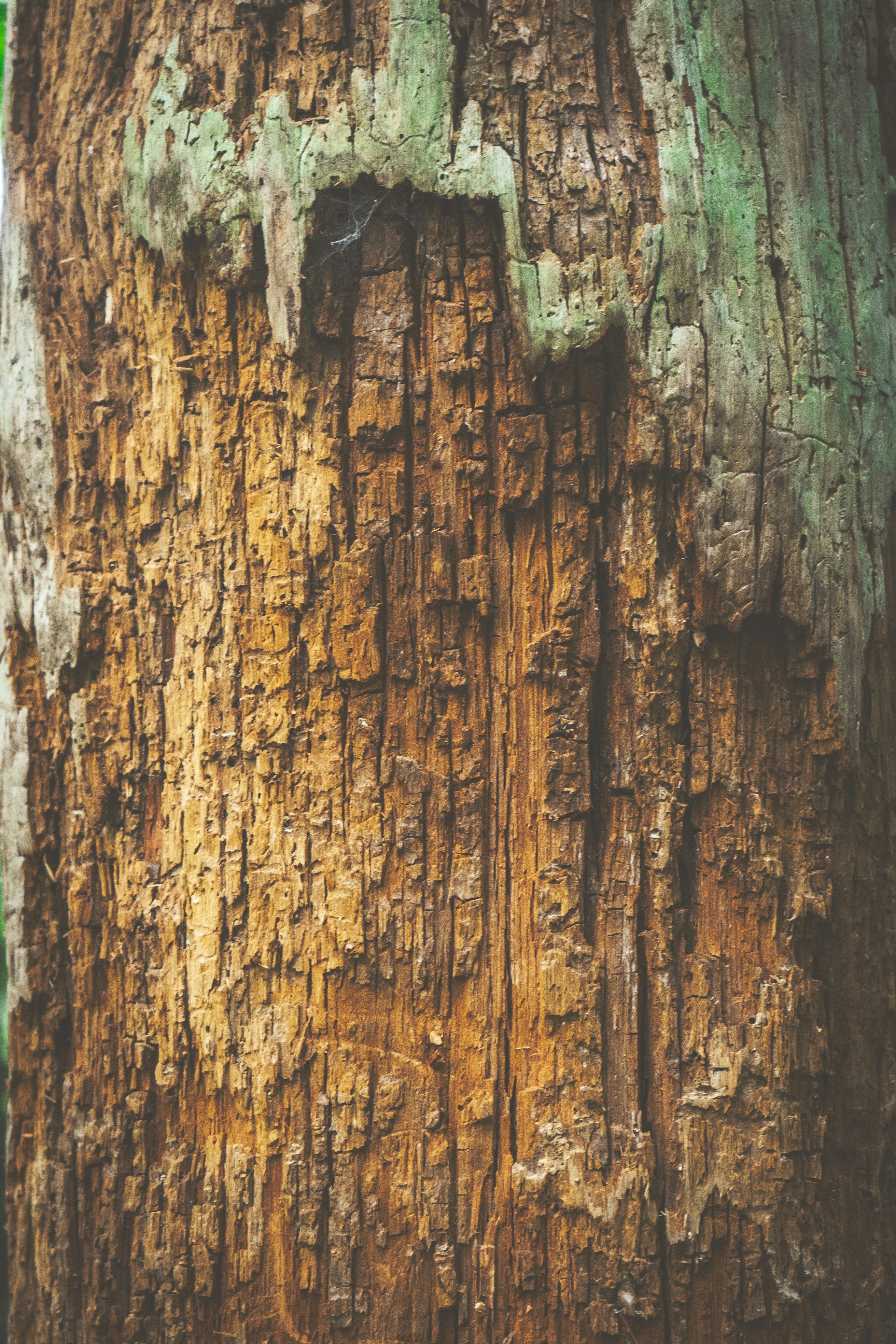 Close-up of a weathered tree trunk, showcasing intricate textures and patterns created by years of natural wear. The rich hues of brown and green highlight the tree's age and resilience.
