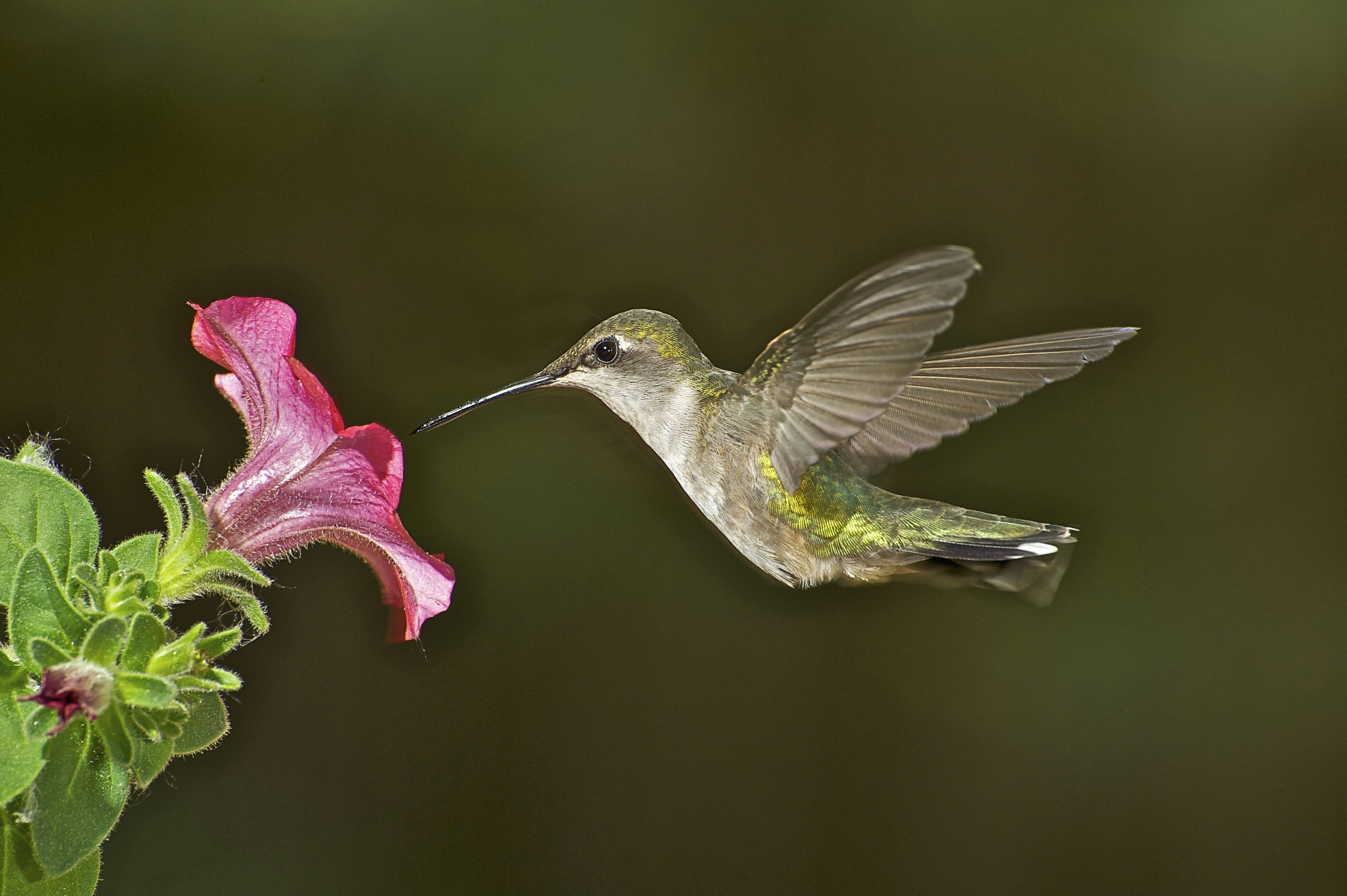 Green and white humming bird flying photo – Free Massachusetts Image on ...