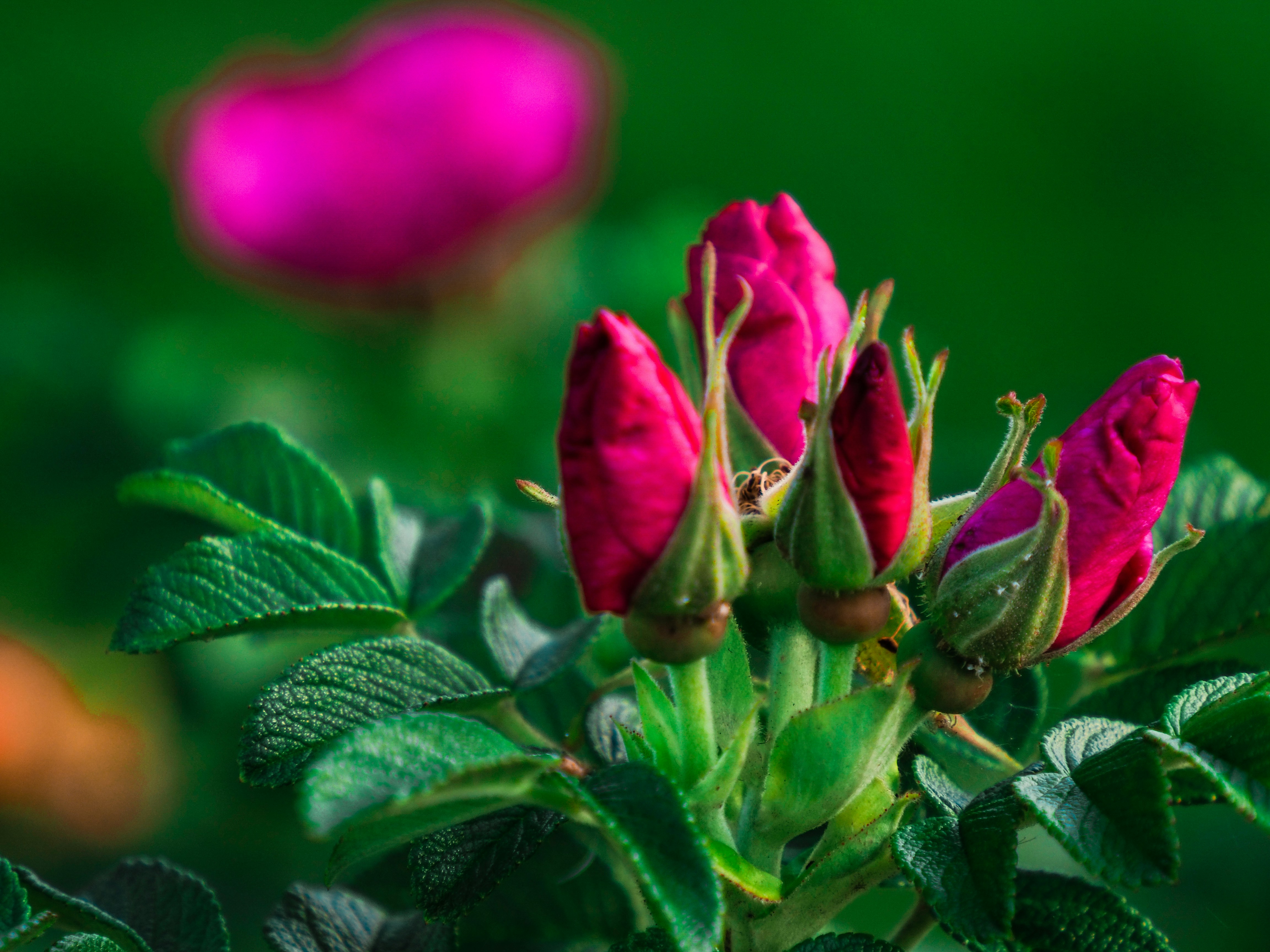 Close-up of pink rosebuds Ready to Bloom