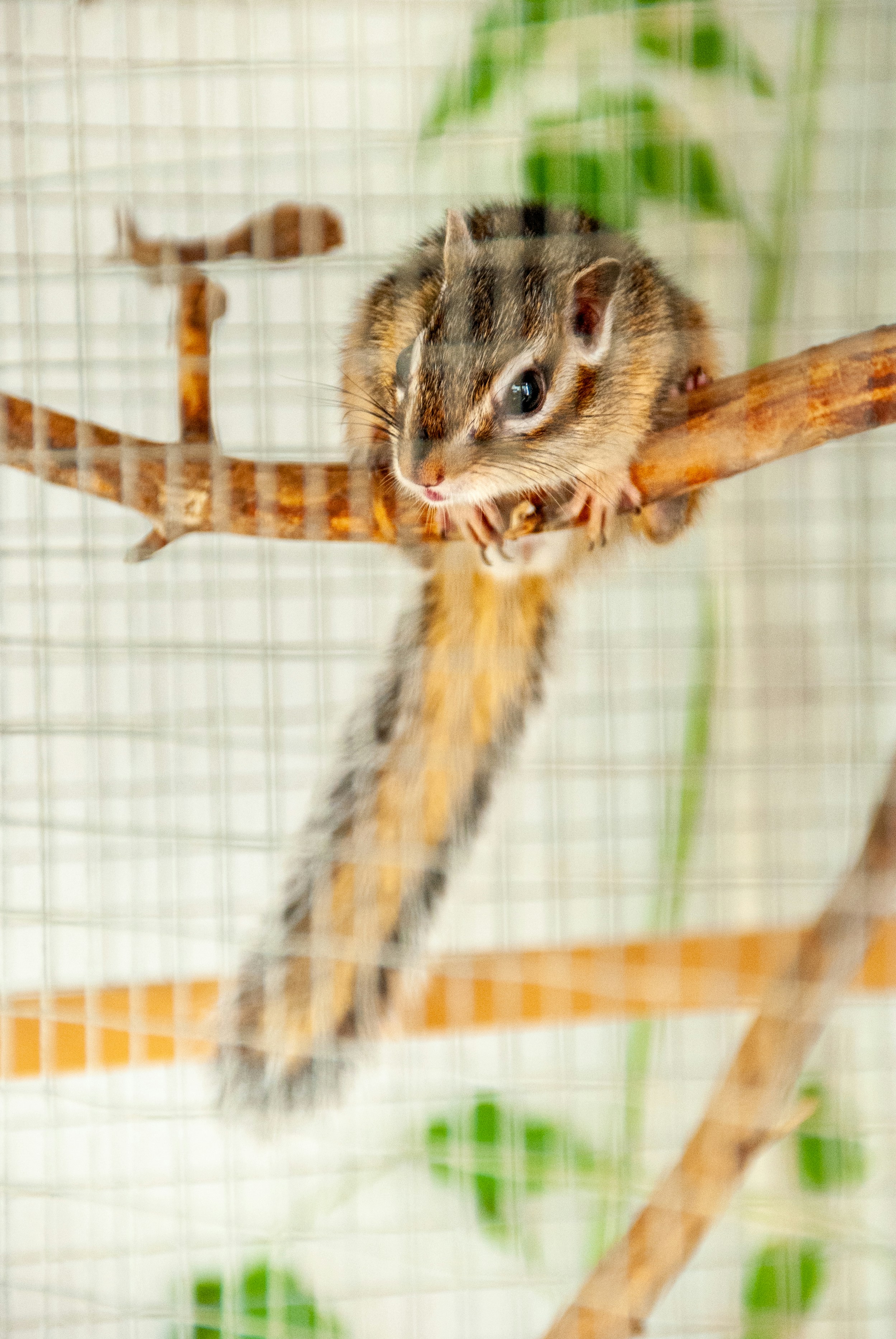 Curious Squirrel Clinging to a Branch Behind Wire Mesh