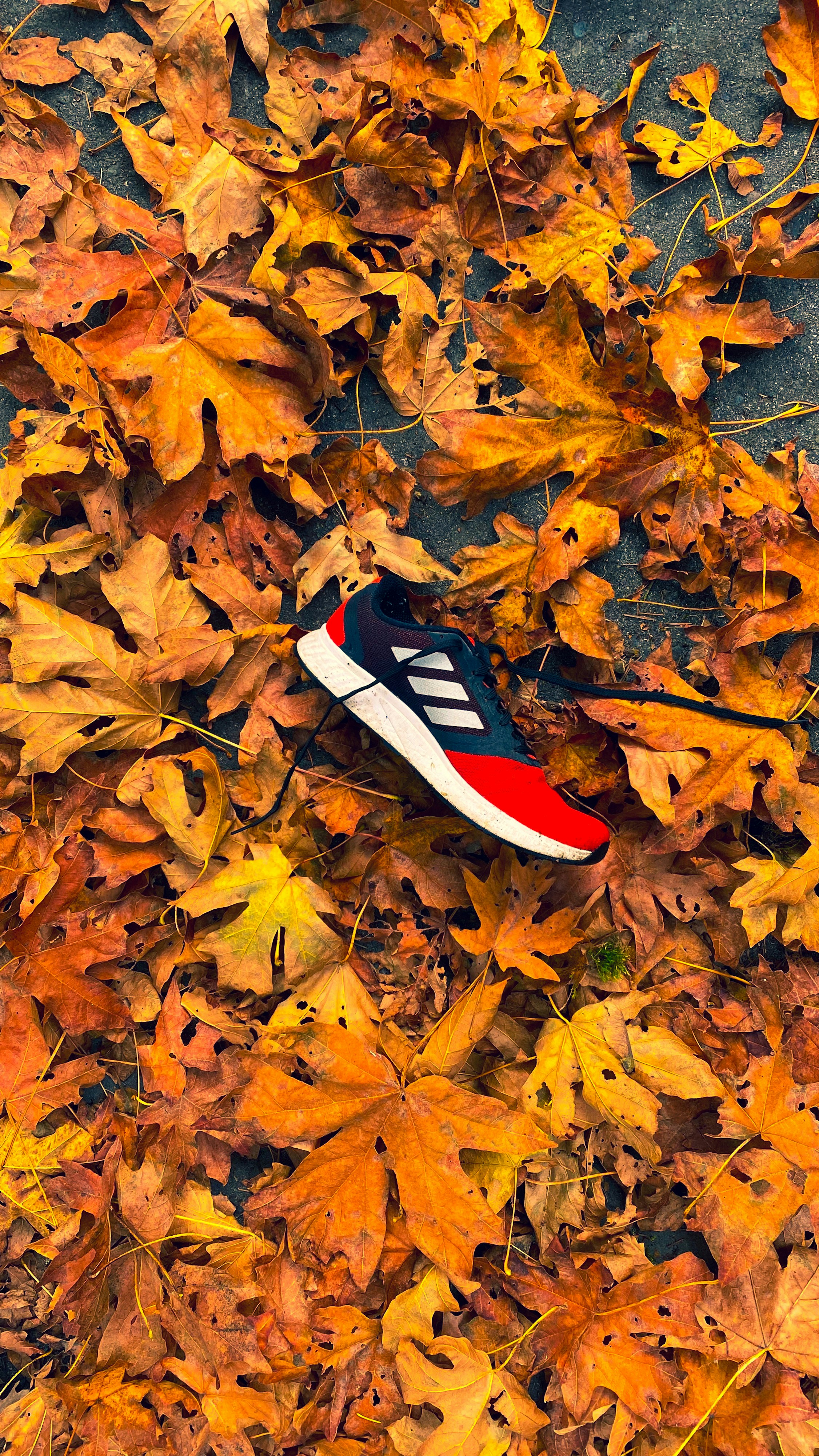 Autumn Maple Sea: A Blue Adidas Sneaker Amid Orange Leaves