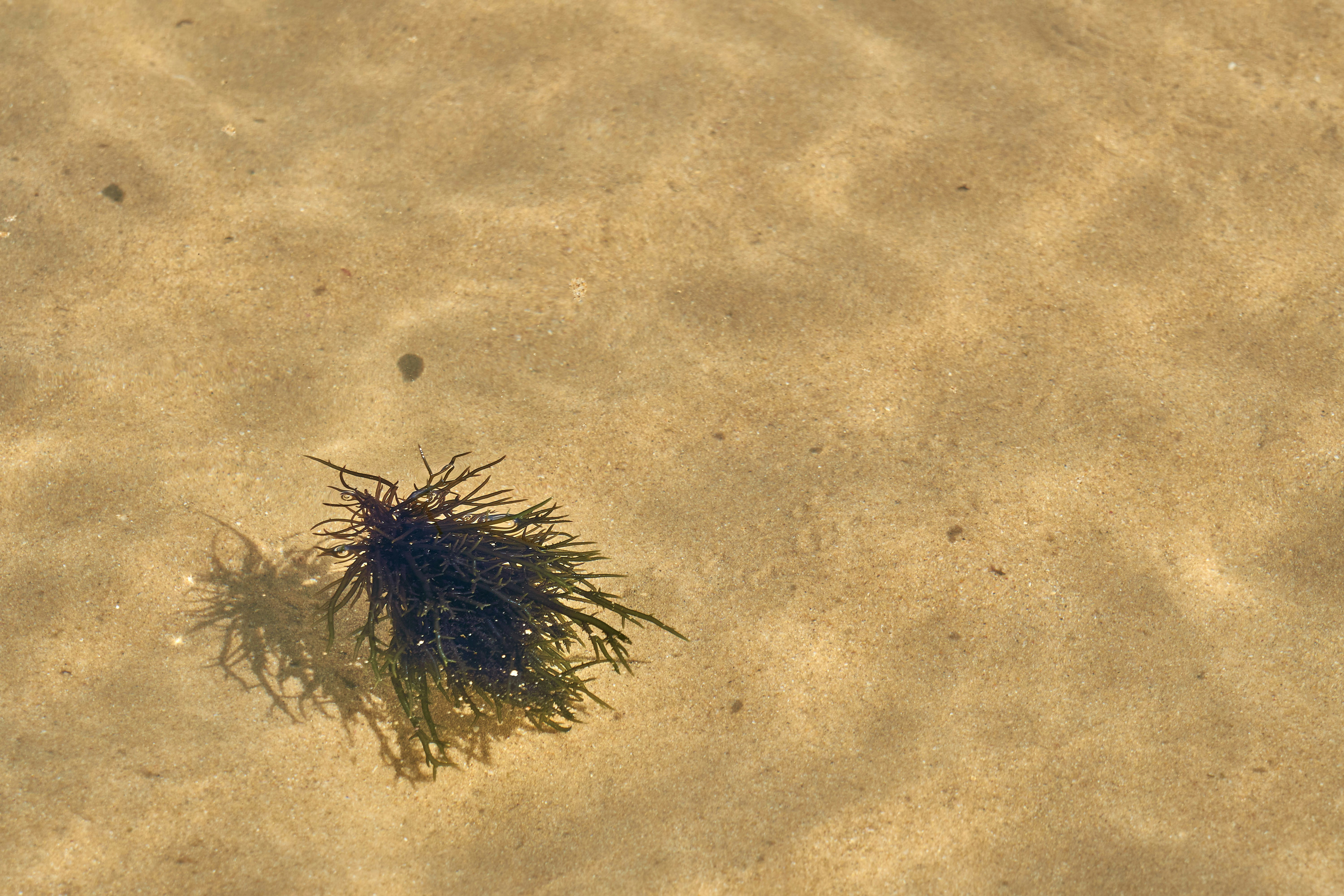 Tufted Seaweed on Sunlit Sand