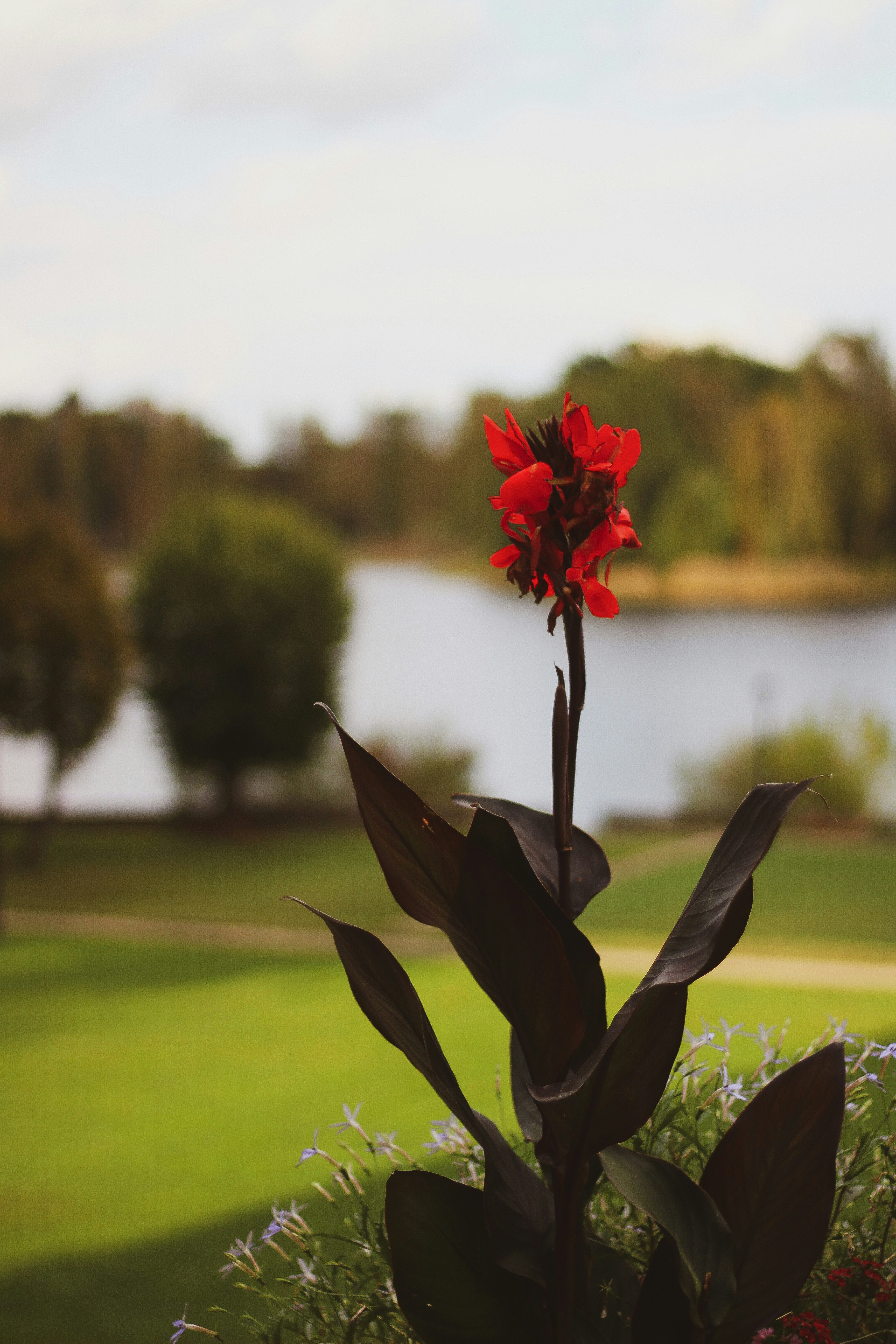 Vibrant red flower standing tall against a serene lakeside backdrop, showcasing nature's beauty in a tranquil setting.