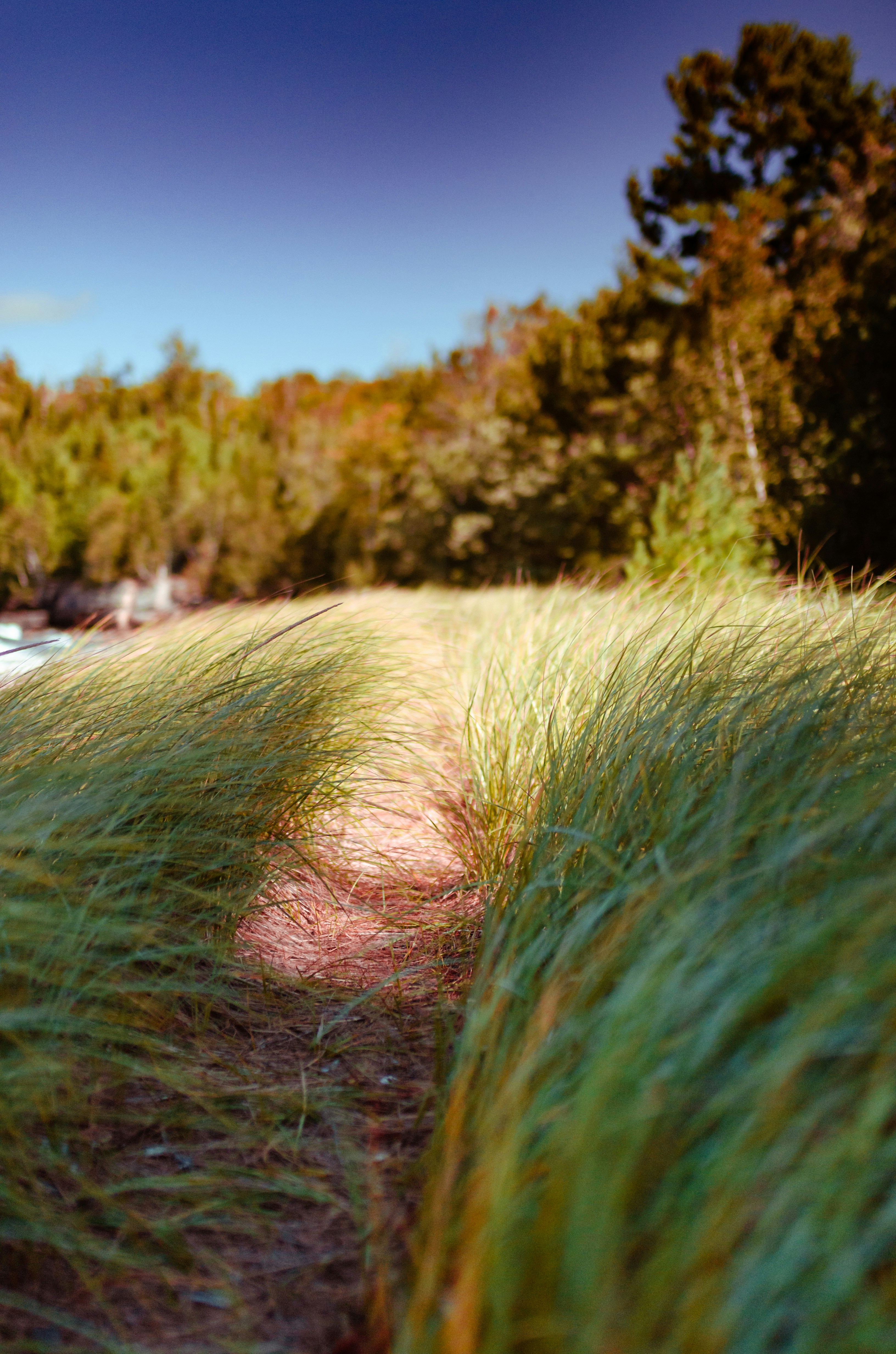 Golden Path Through a Wind-Swept Grass Corridor