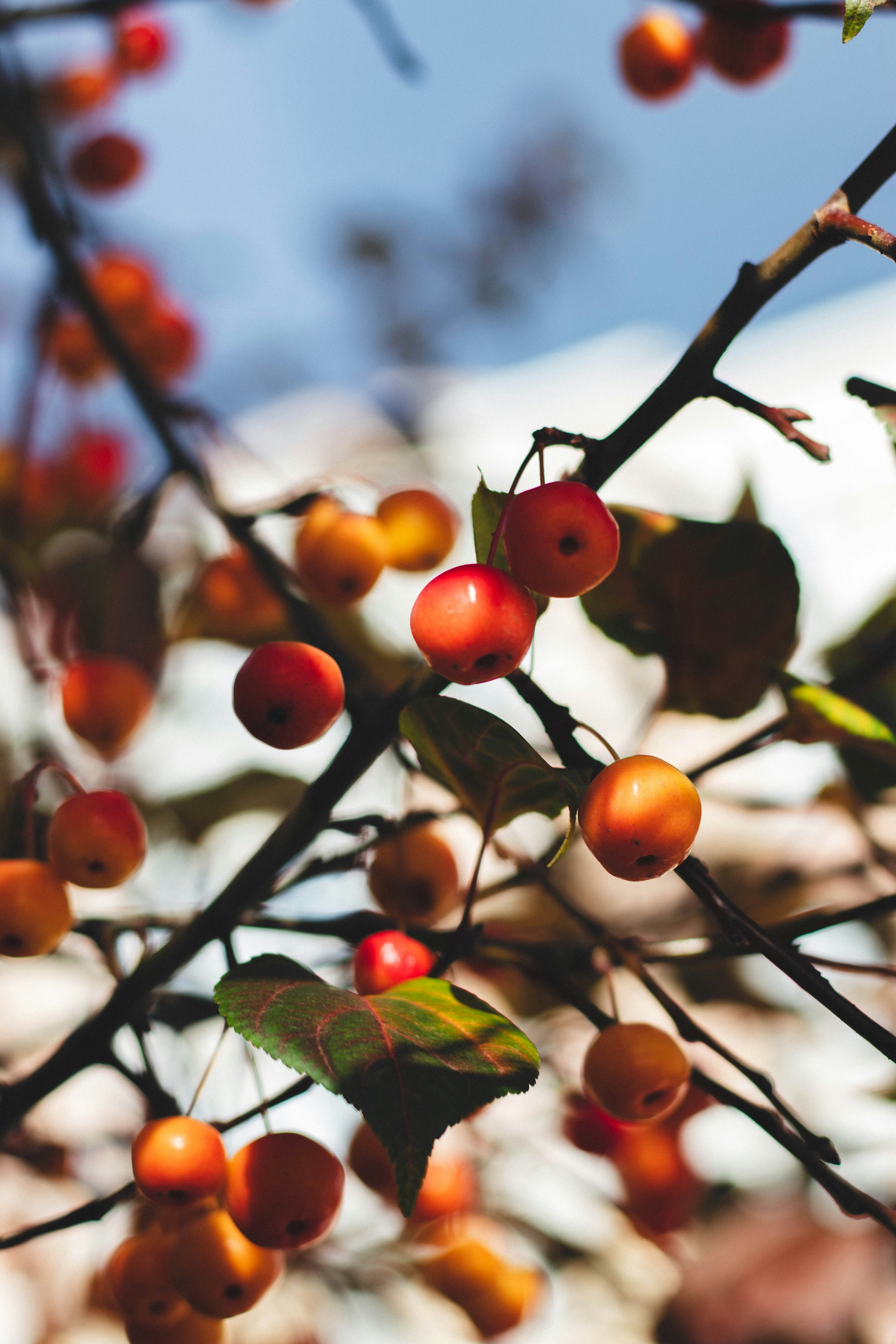 Red round fruits on tree branch photo – Free Apples on a branch Image ...